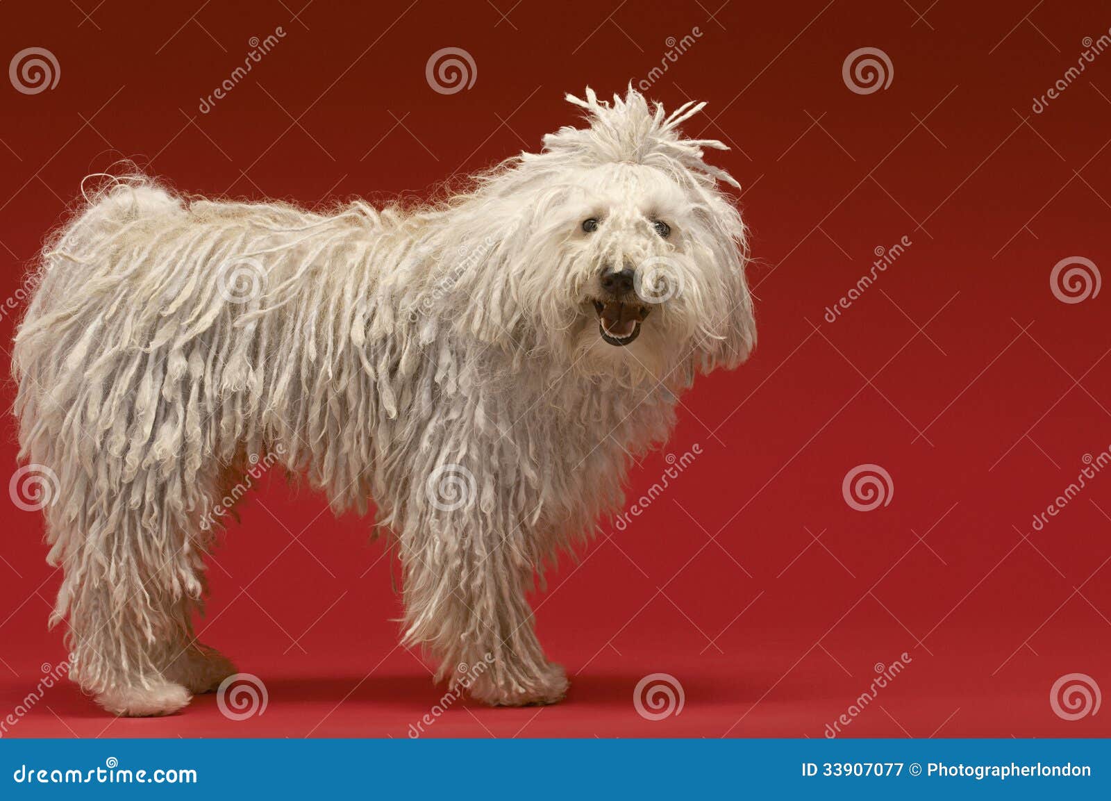 Pastor húngaro Dog imagen de archivo. Imagen de domesticado - 33907077