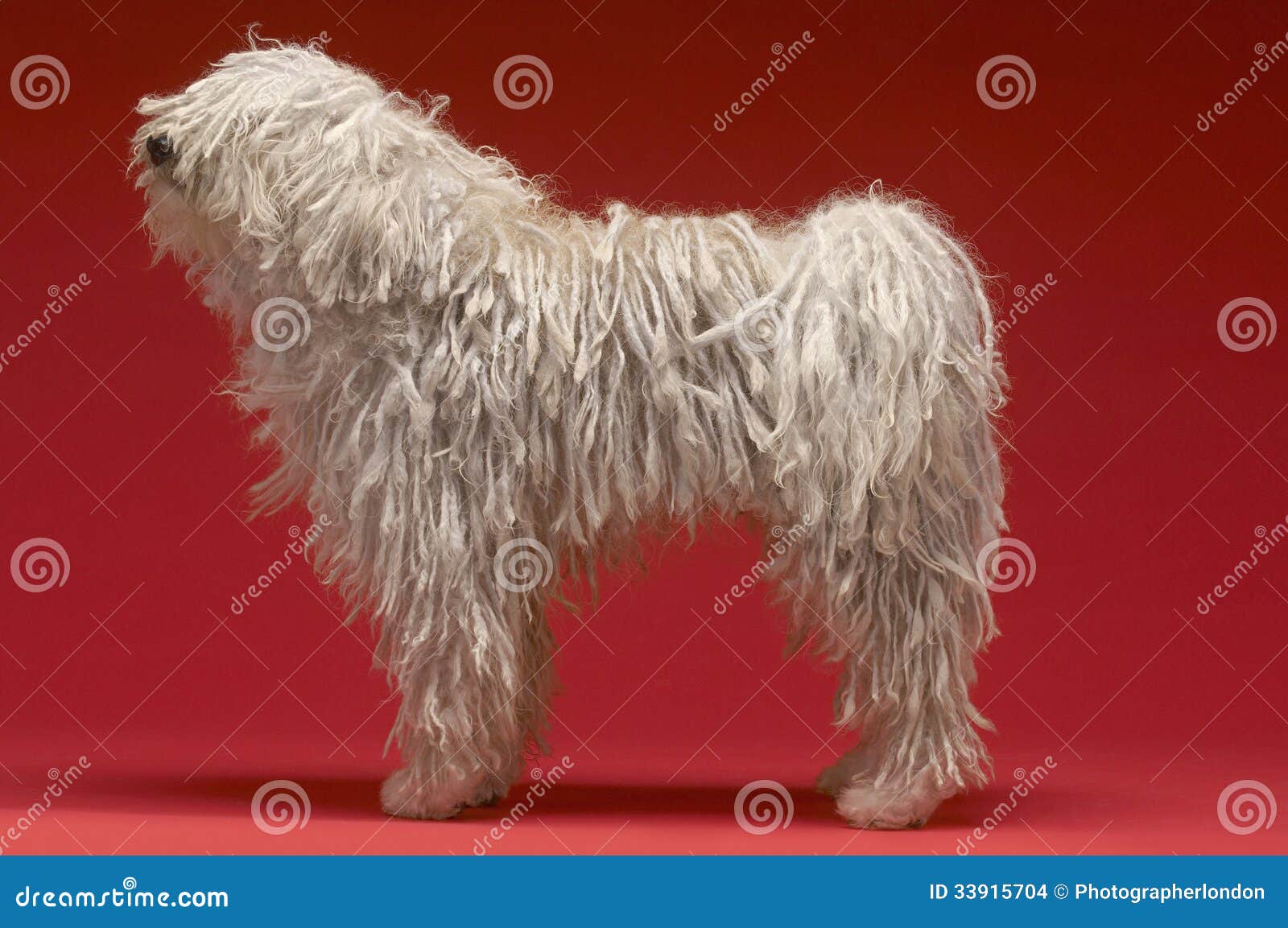 Pastor húngaro Dog foto de archivo. Imagen de temas, perro - 33915704