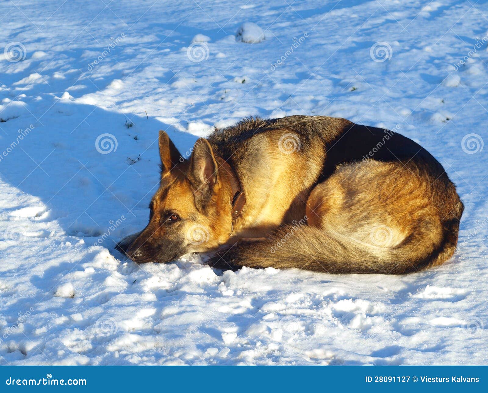 Pastor na neve imagem de stock. Imagem de neve, inverno - 28091127
