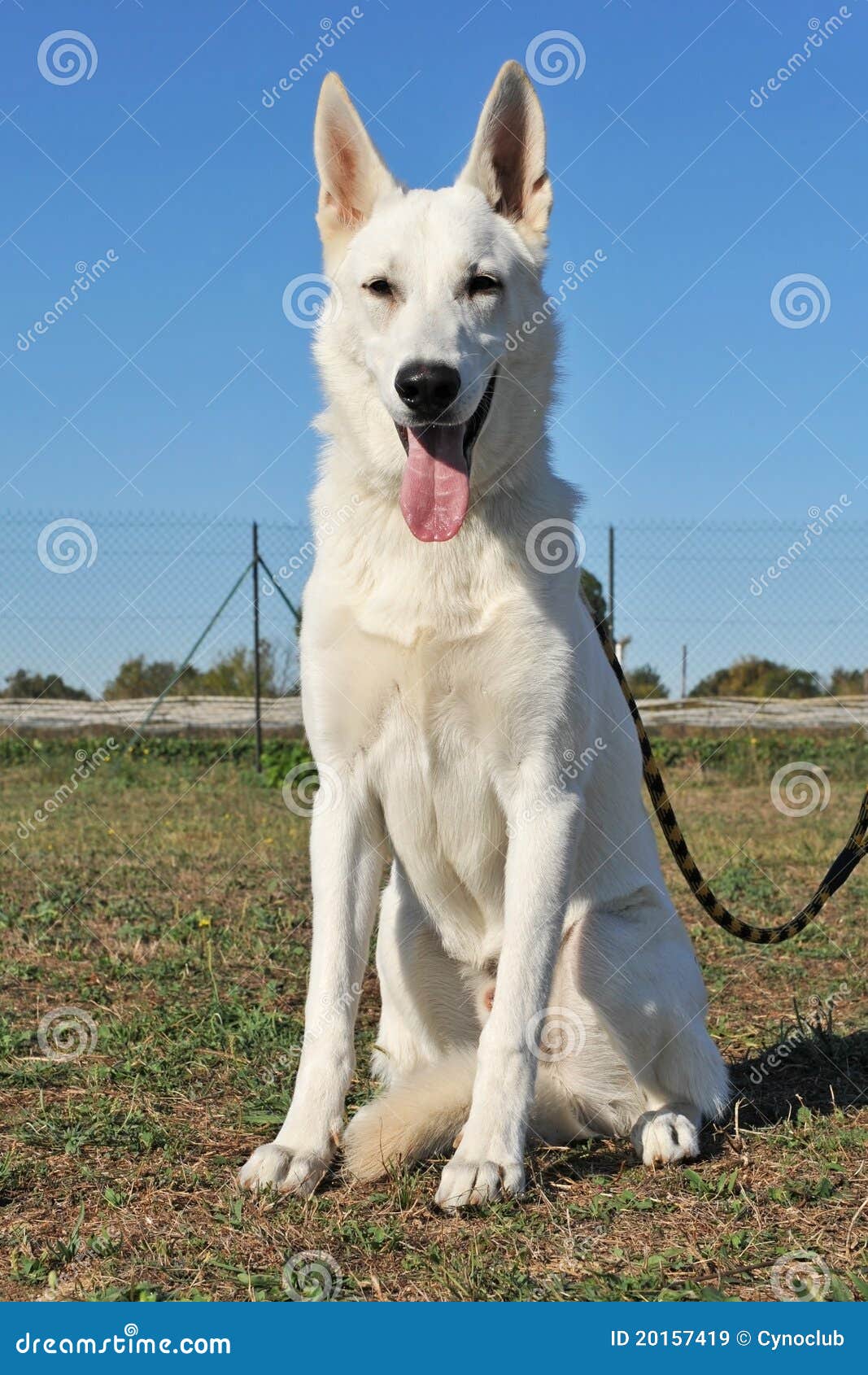 Pastor suizo imagen de archivo. Imagen de canino, mascotas - 20157419
