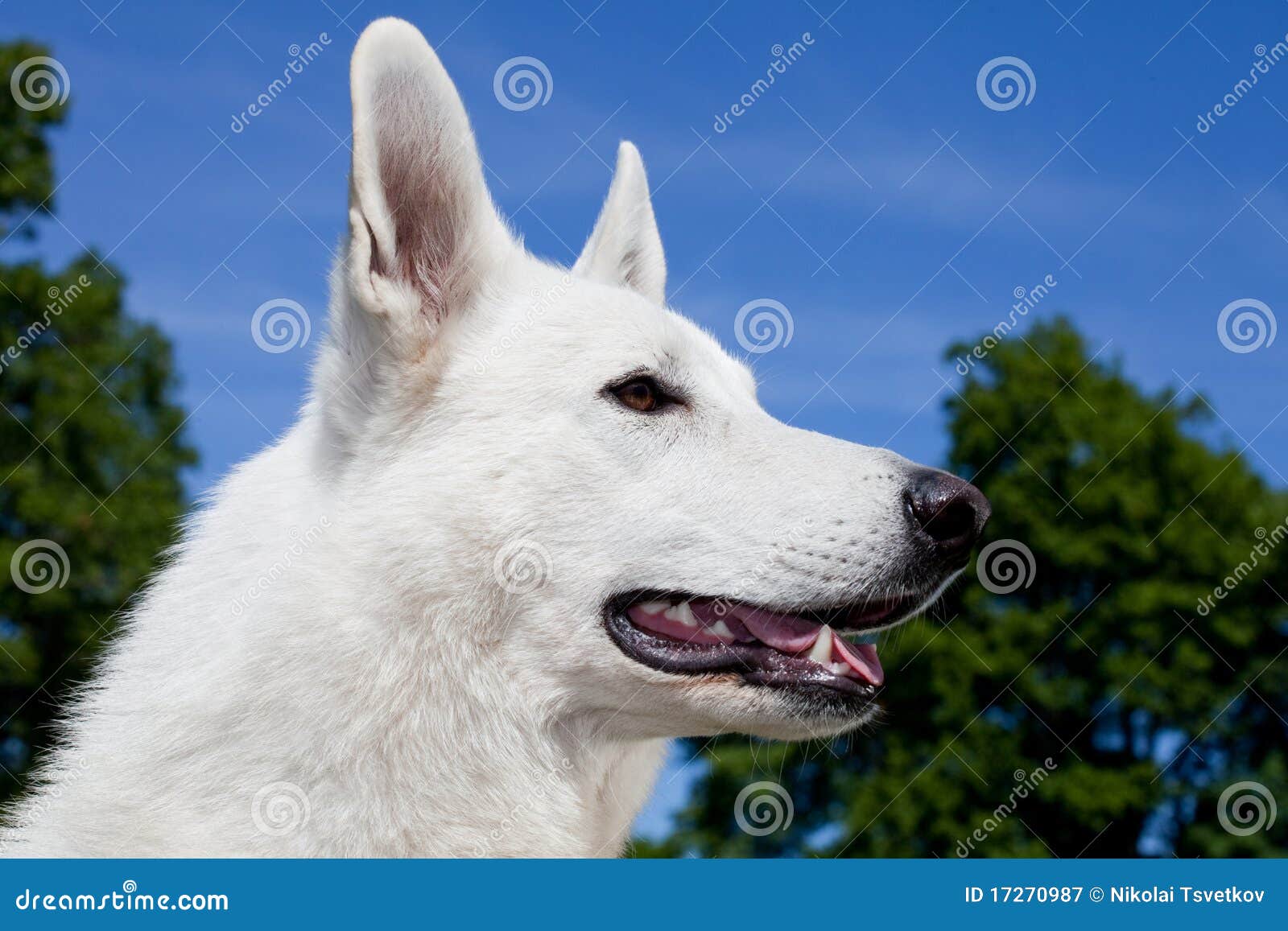 Pastor suizo blanco imagen de archivo. Imagen de frondoso - 17270987