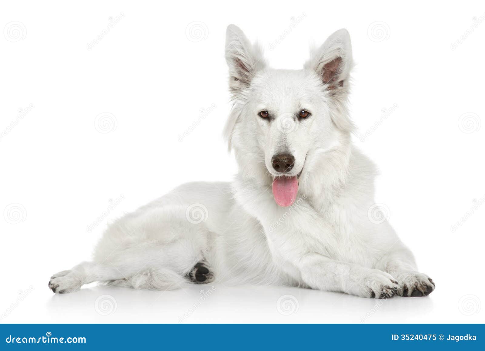 Pastor suizo blanco imagen de archivo. Imagen de peludo - 35240475