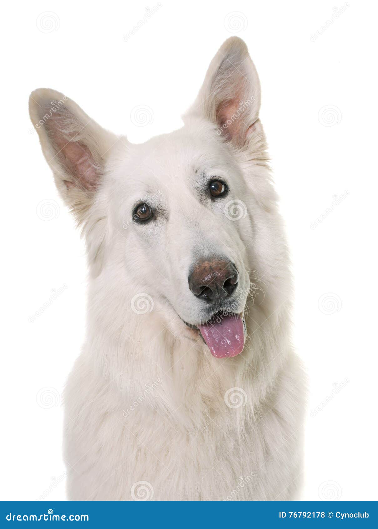 Pastor suizo blanco foto de archivo. Imagen de animal - 76792178