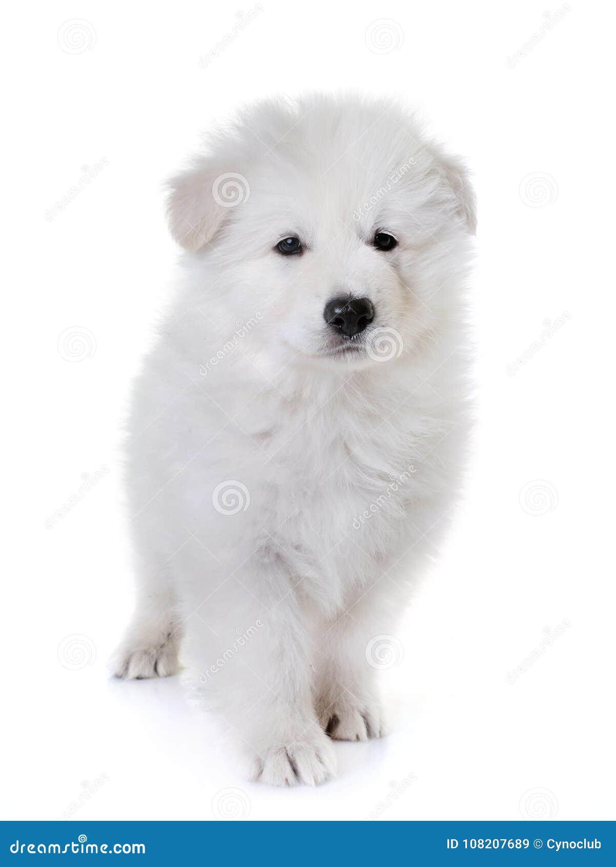 Pastor Suizo Blanco Dog Del Perrito Imagen de archivo - Imagen de ...