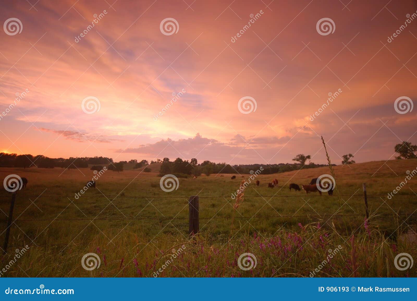 Pastoral field stock image. Image of rural, soil, countryside - 906193