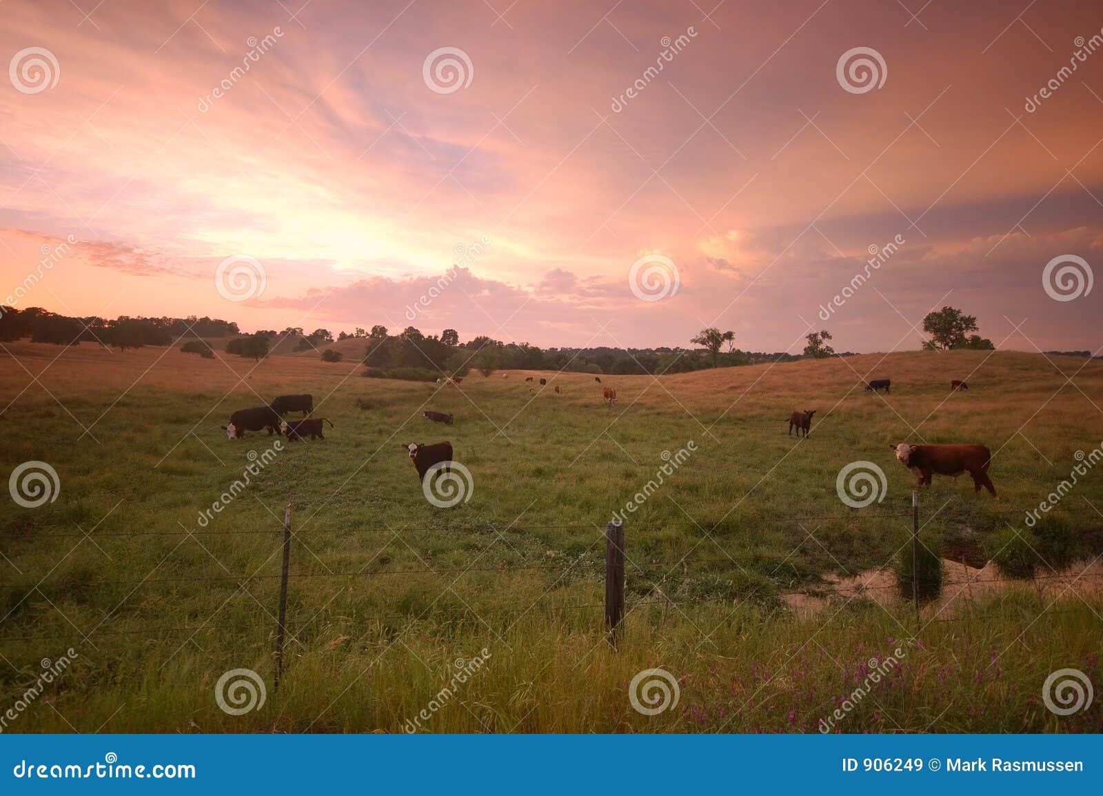 Pastoral field stock image. Image of soil, landscape, cereal - 906249