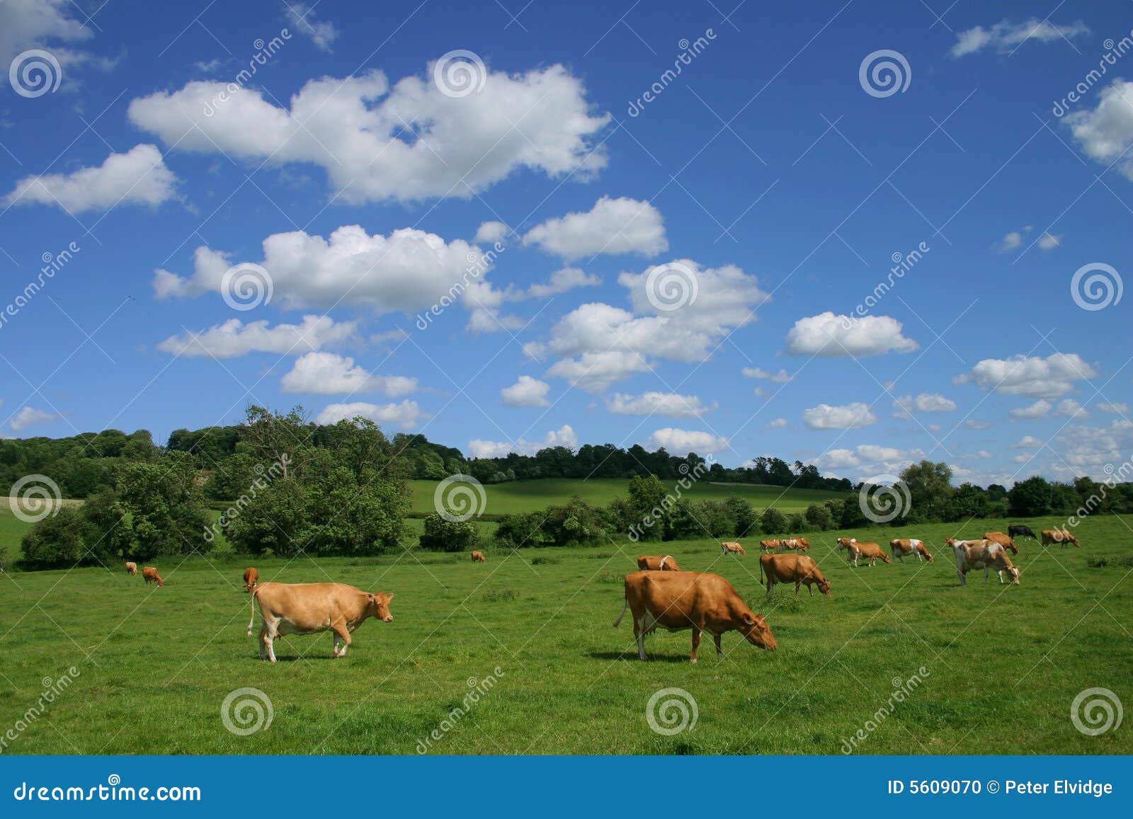 Pastoral Landscape stock photo. Image of quiet, english - 5609070