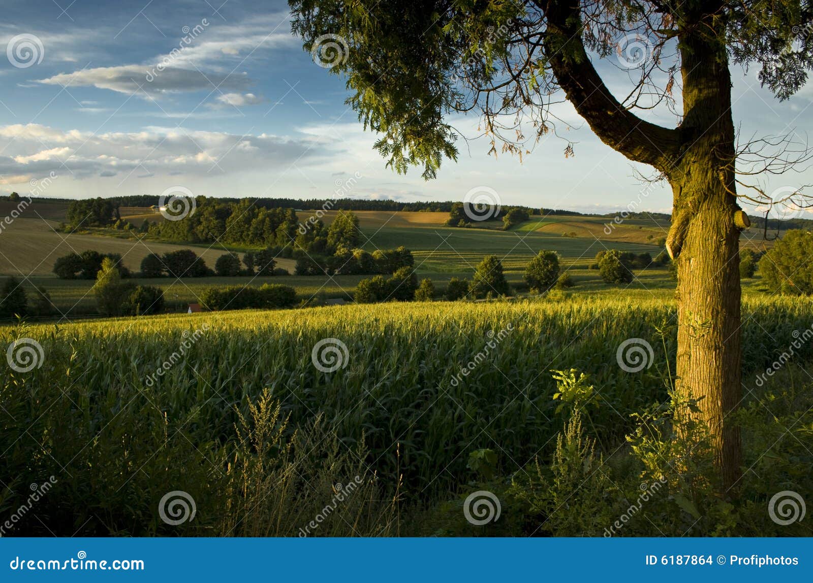 Pastoral Landscape stock photo. Image of sunset, golden - 6187864