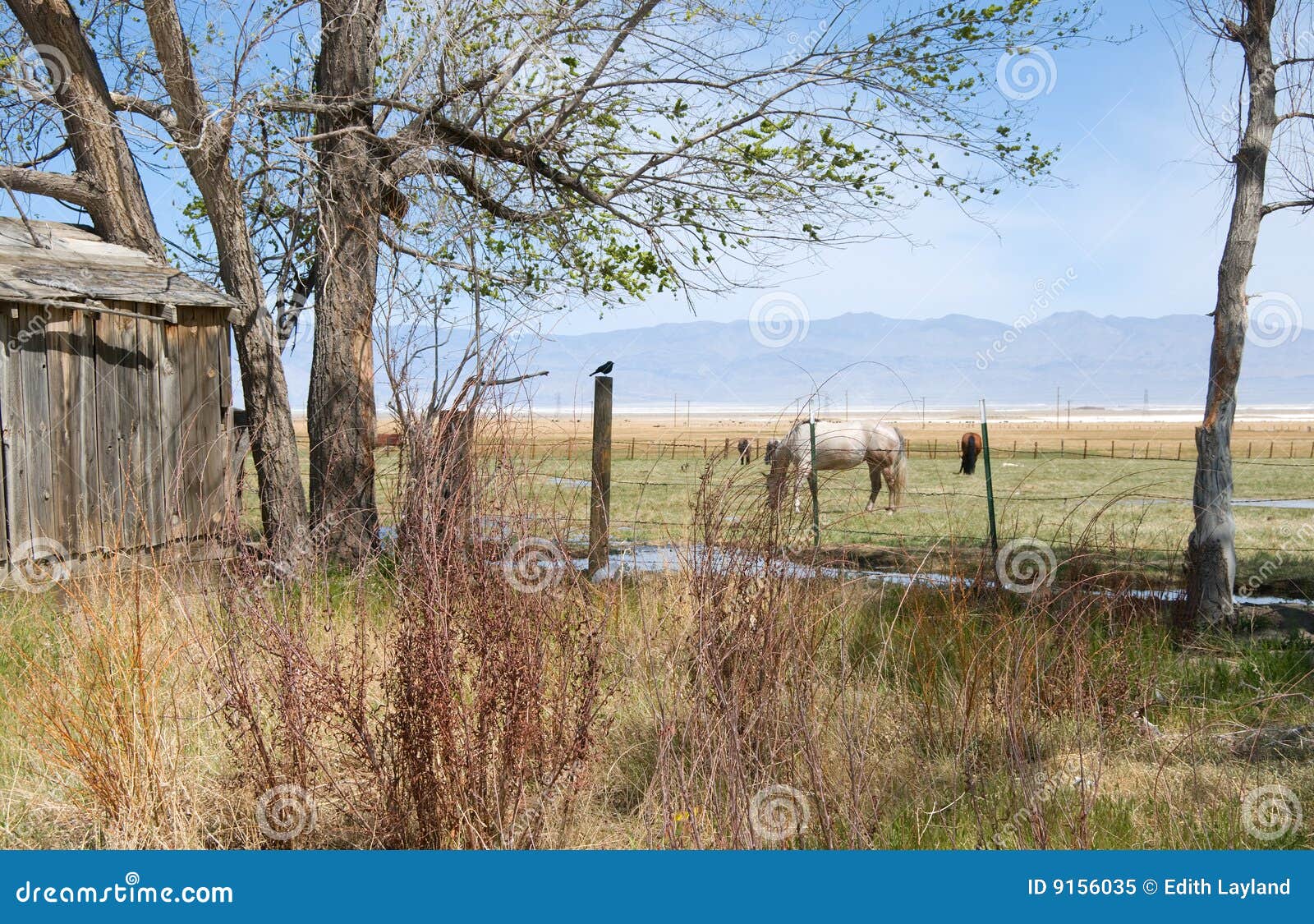 Pastoral Scene stock image. Image of serene, farm, nature - 9156035