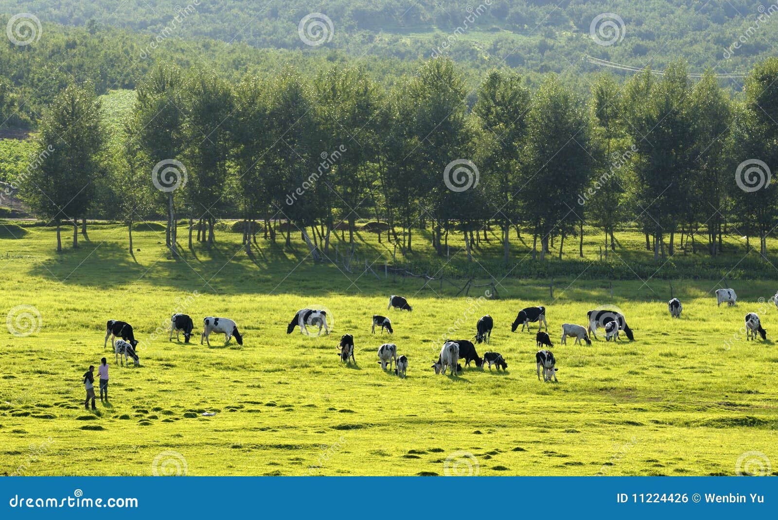 Pastoral scenery stock photo. Image of natural, agriculture - 11224426