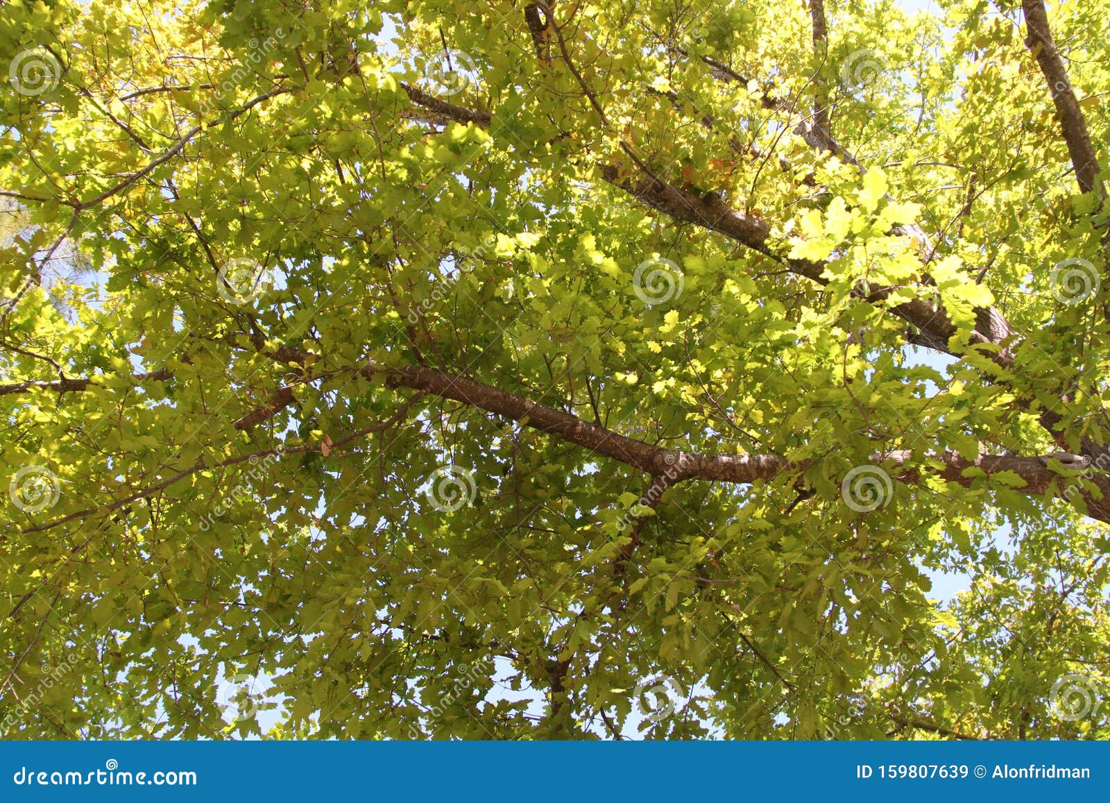 Under Tree Branches Full of Leaves Stock Image - Image of backgrounds ...