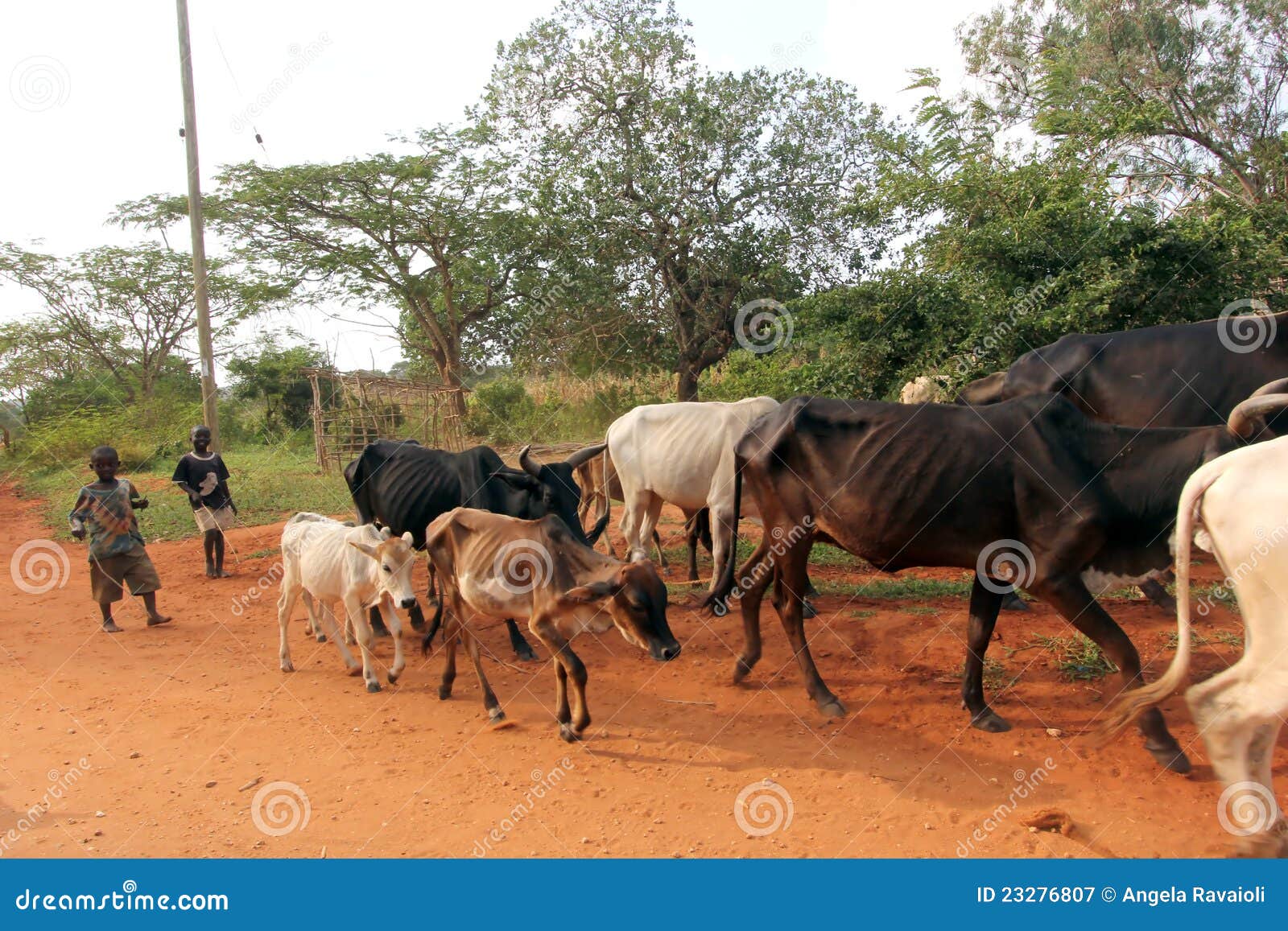 Pastoralism editorial photography. Image of africa, help - 23276807