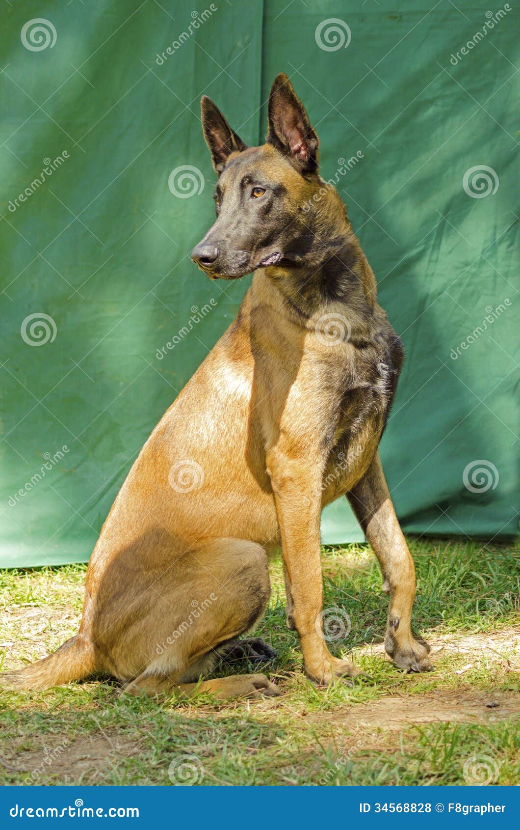Pastore Belga Dog (Malinois) Fotografia Stock - Immagine di razza ...