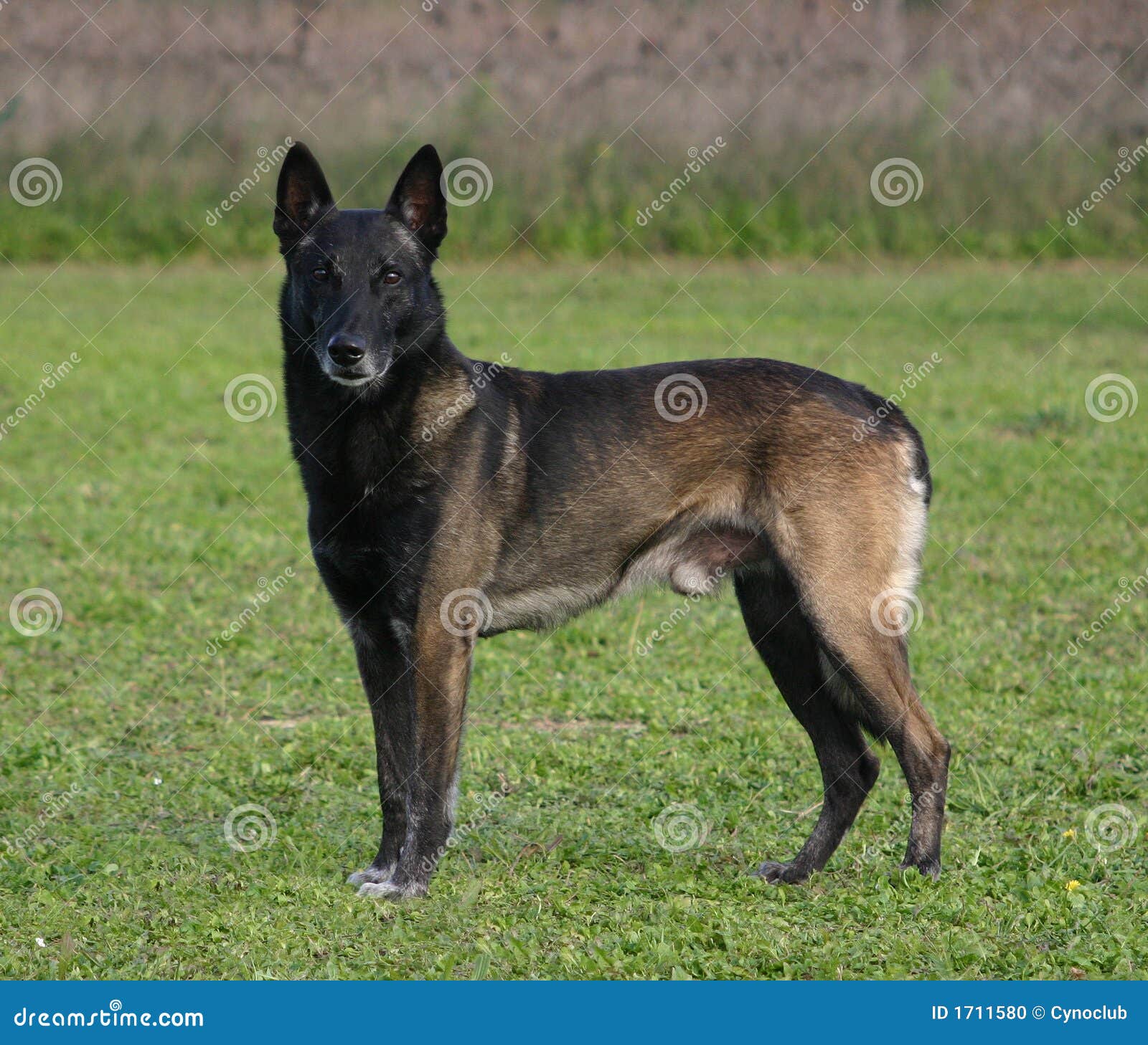 Pastore belga su erba fotografia stock. Immagine di canino - 1711580