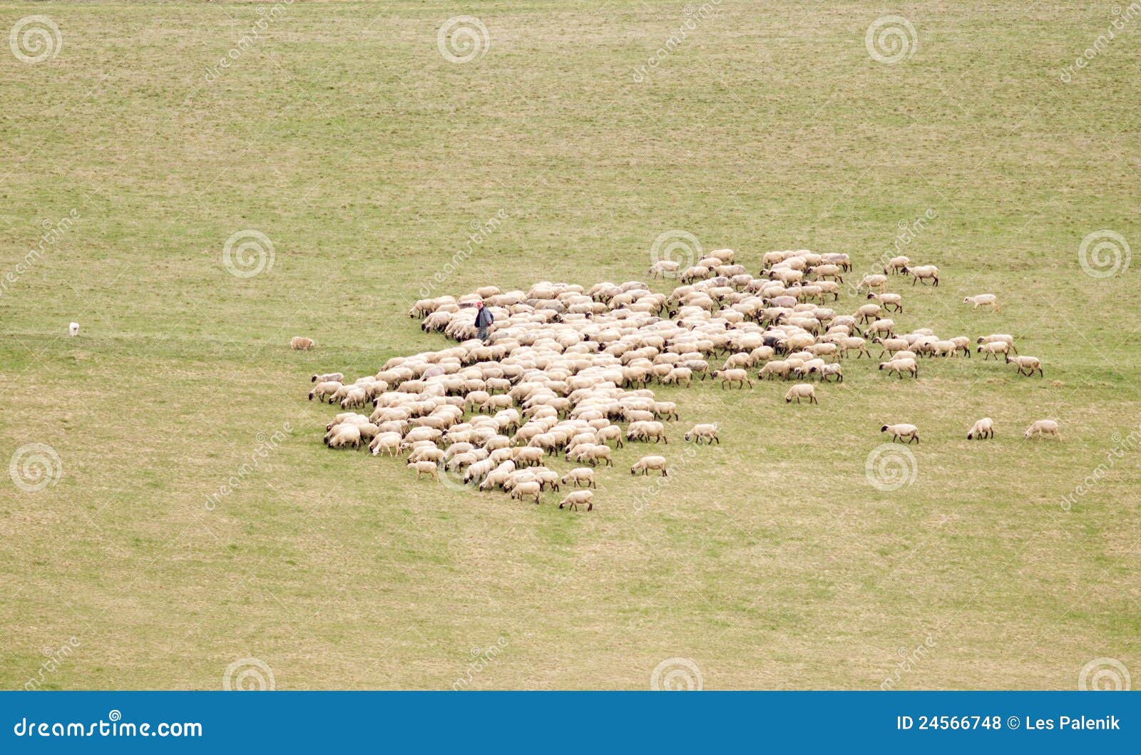 Pastore con le sue pecore fotografia stock. Immagine di agricoltura ...