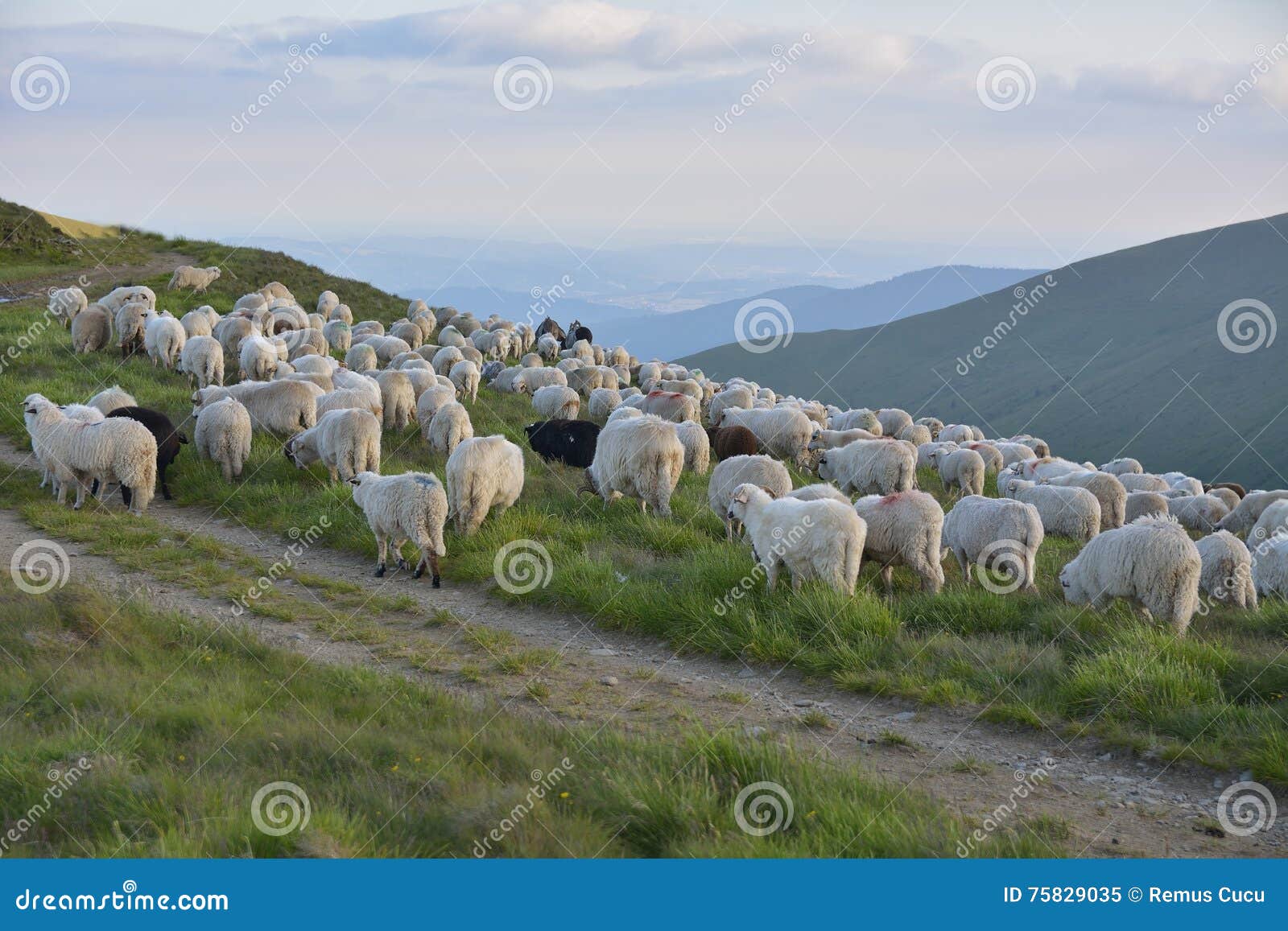 Pastore con le sue pecore immagine stock. Immagine di pascolo - 75829035
