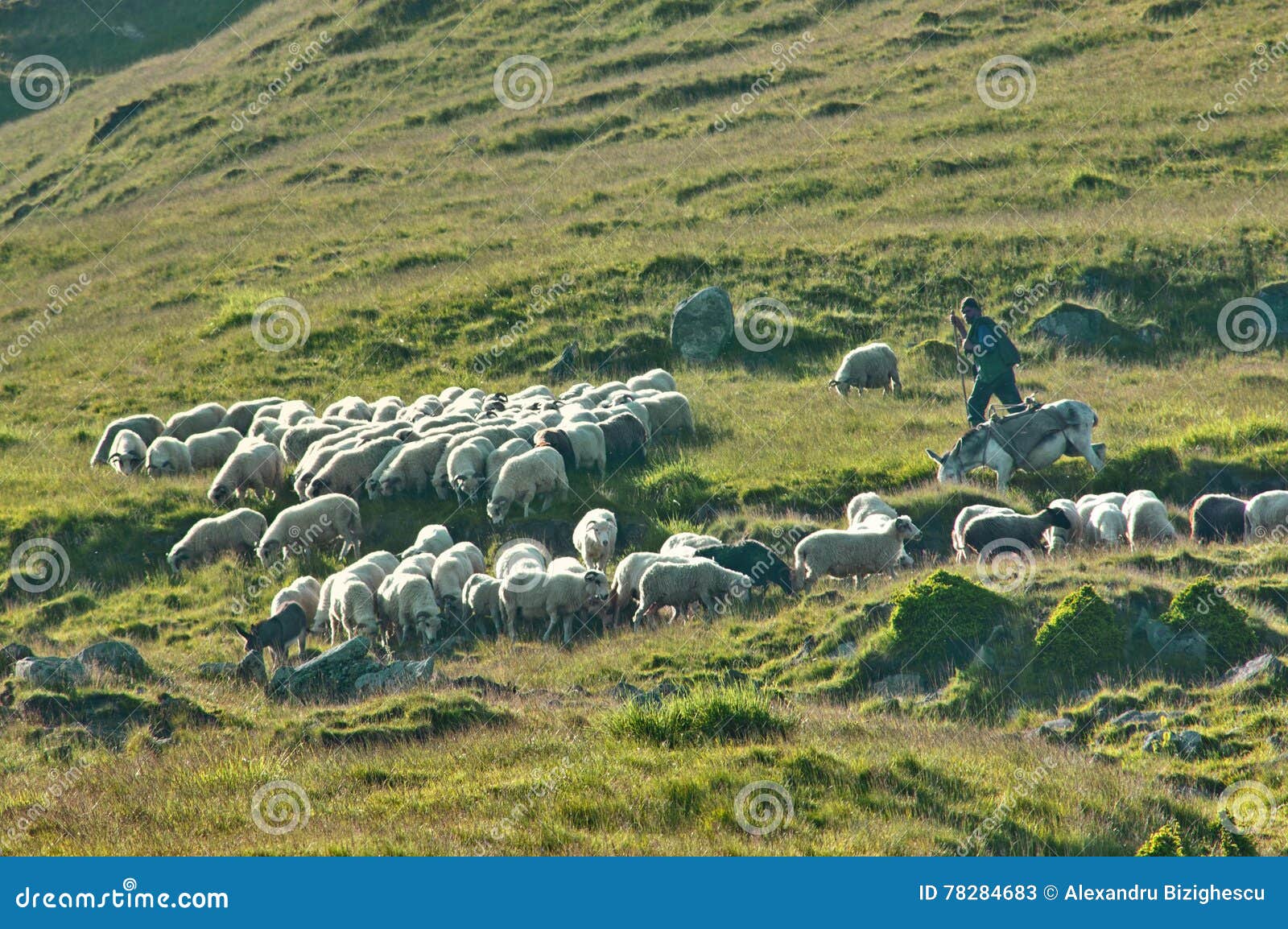 Pastore Con Le Sue Pecore E Un Asino Immagine Stock - Immagine di ...