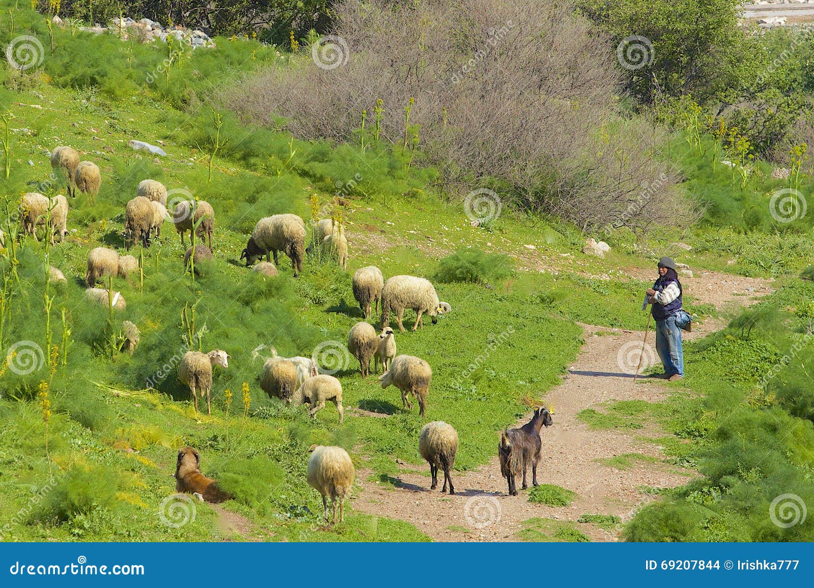 Pastore Con Le Sue Pecore, Turchia Immagine Stock Editoriale - Immagine ...
