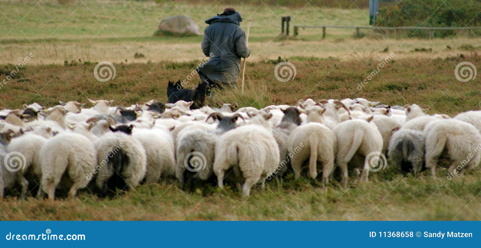 Pastore e le sue pecore fotografia stock. Immagine di paese - 11368658