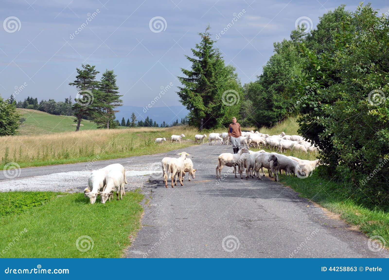 Pastore E Pecore Nelle Montagne Fotografia Stock Editoriale - Immagine ...