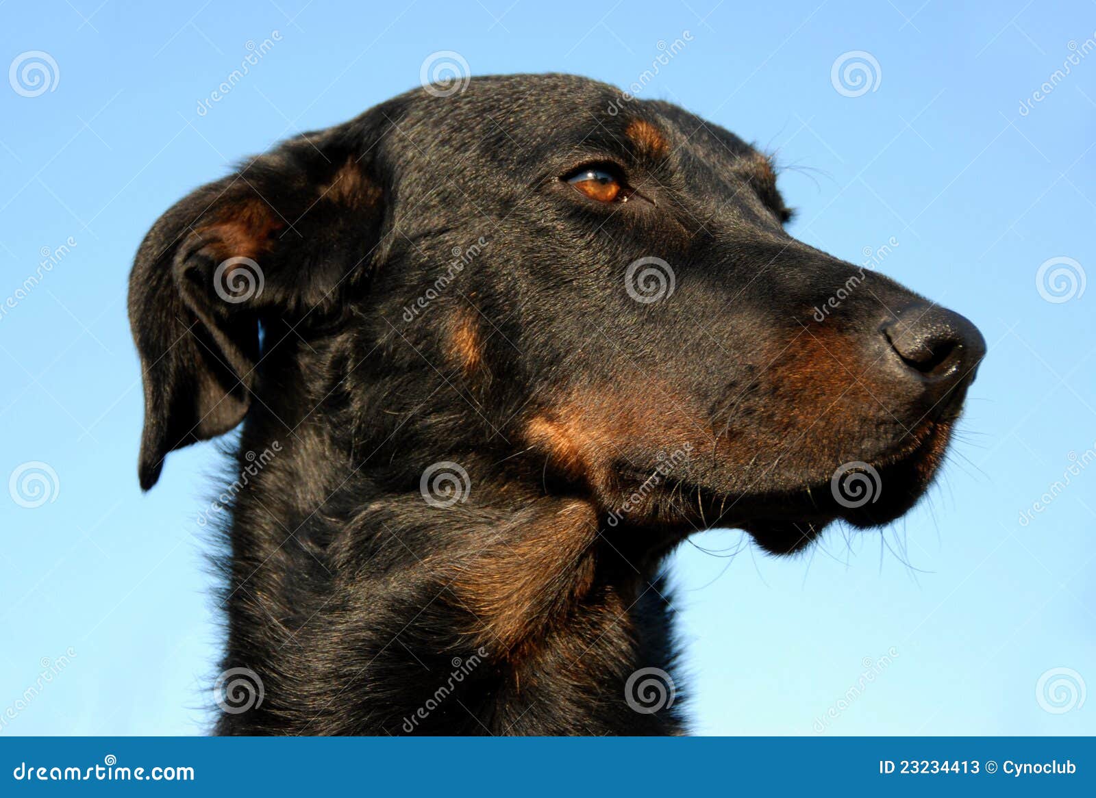 Pastore francese immagine stock. Immagine di cane, pastore - 23234413