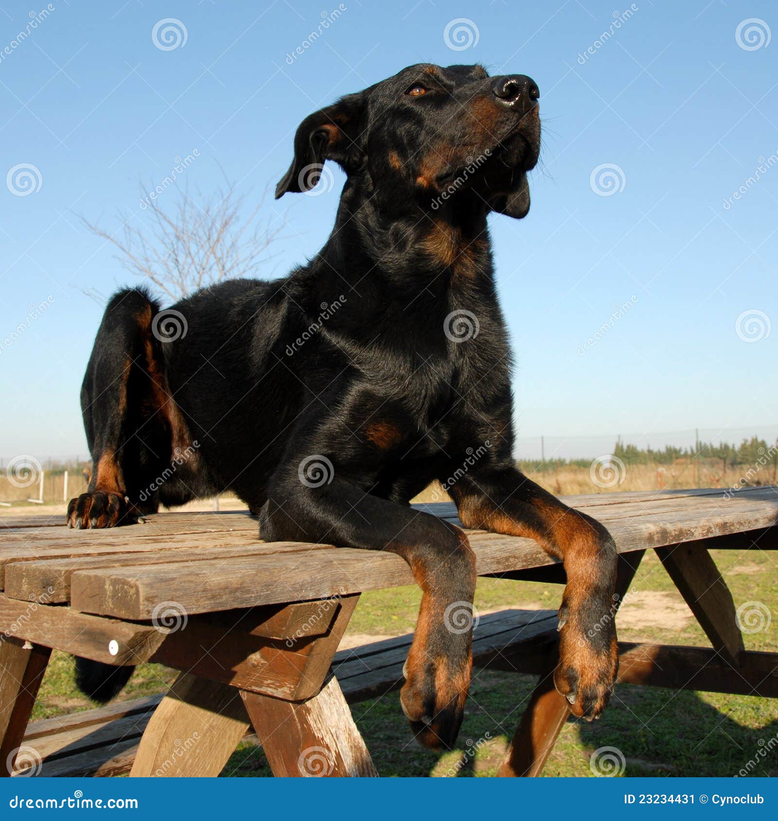 Pastore francese immagine stock. Immagine di cane, giù - 23234431