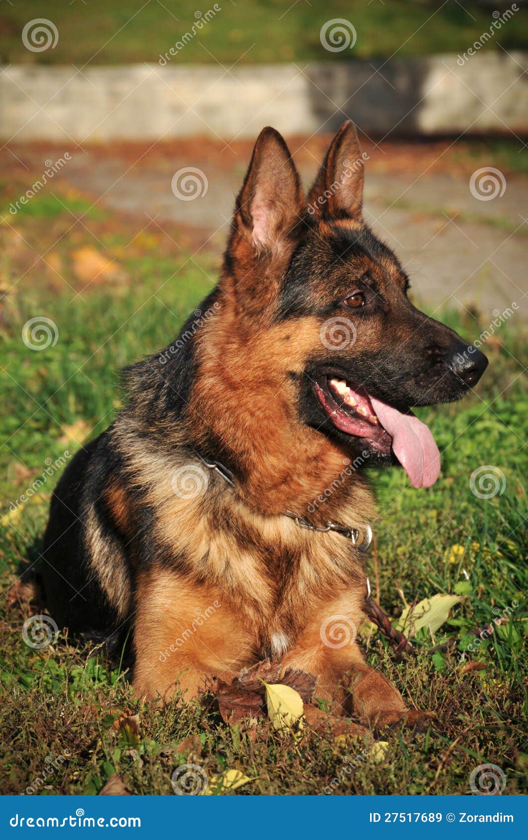 Pastore tedesco immagine stock. Immagine di roccia, mare - 27517689