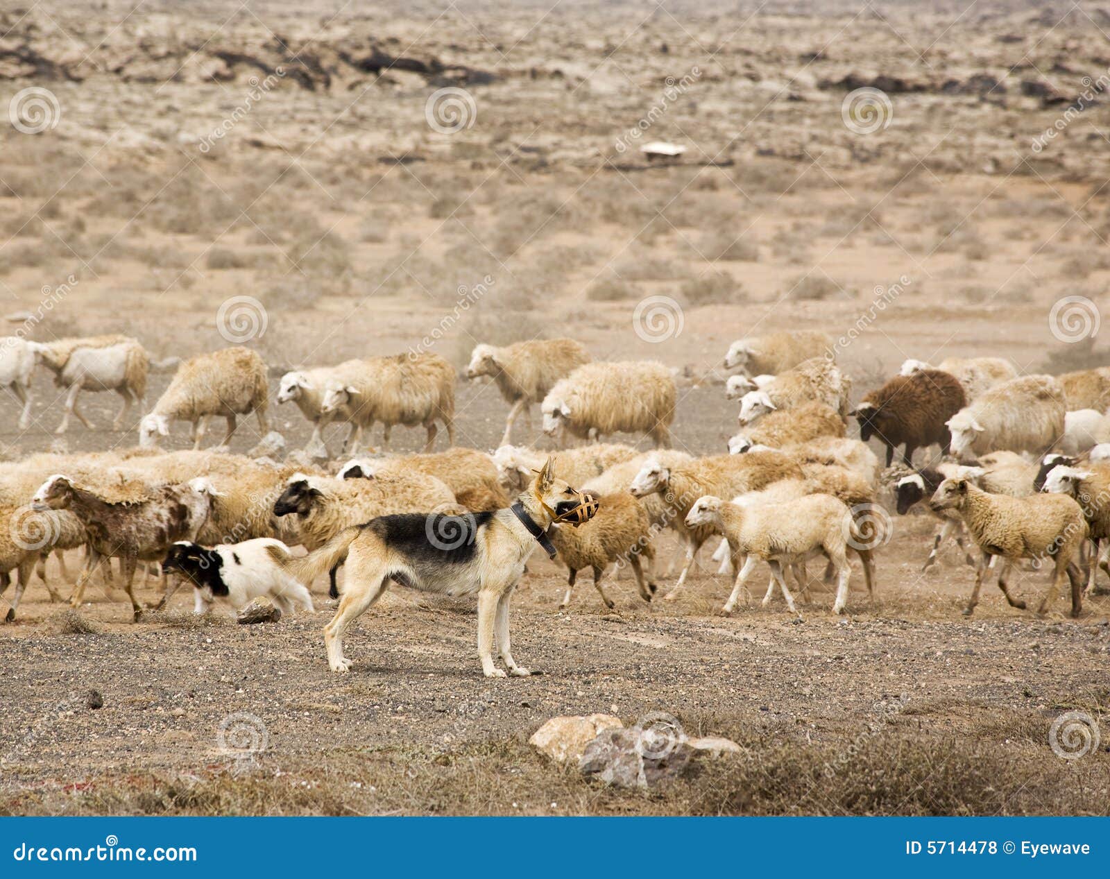 Pastore Tedesco Che Custodice Gregge Delle Pecore Fotografia Stock ...