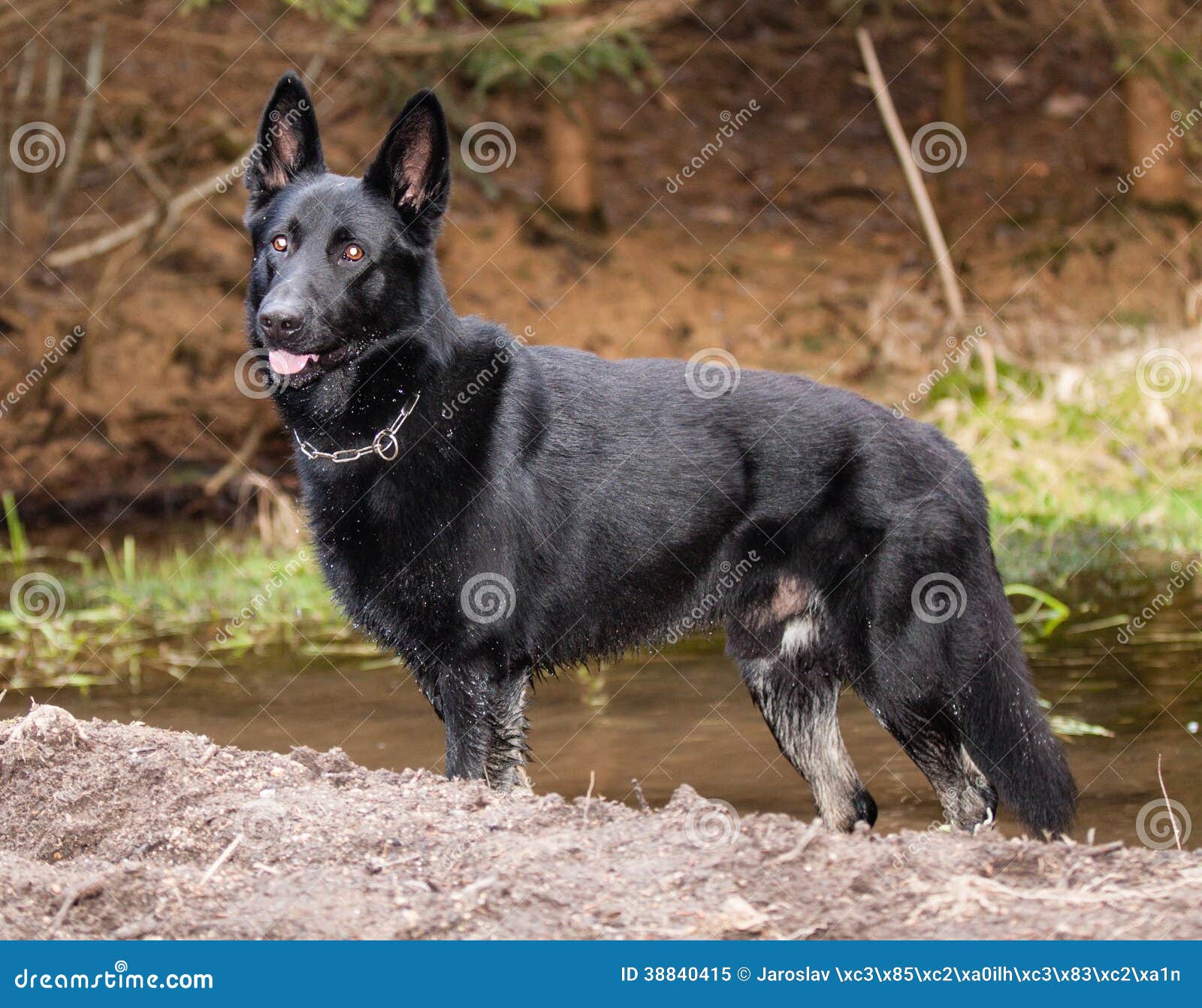Pastore Tedesco Nero Fotografia Stock - Immagine: 38840415