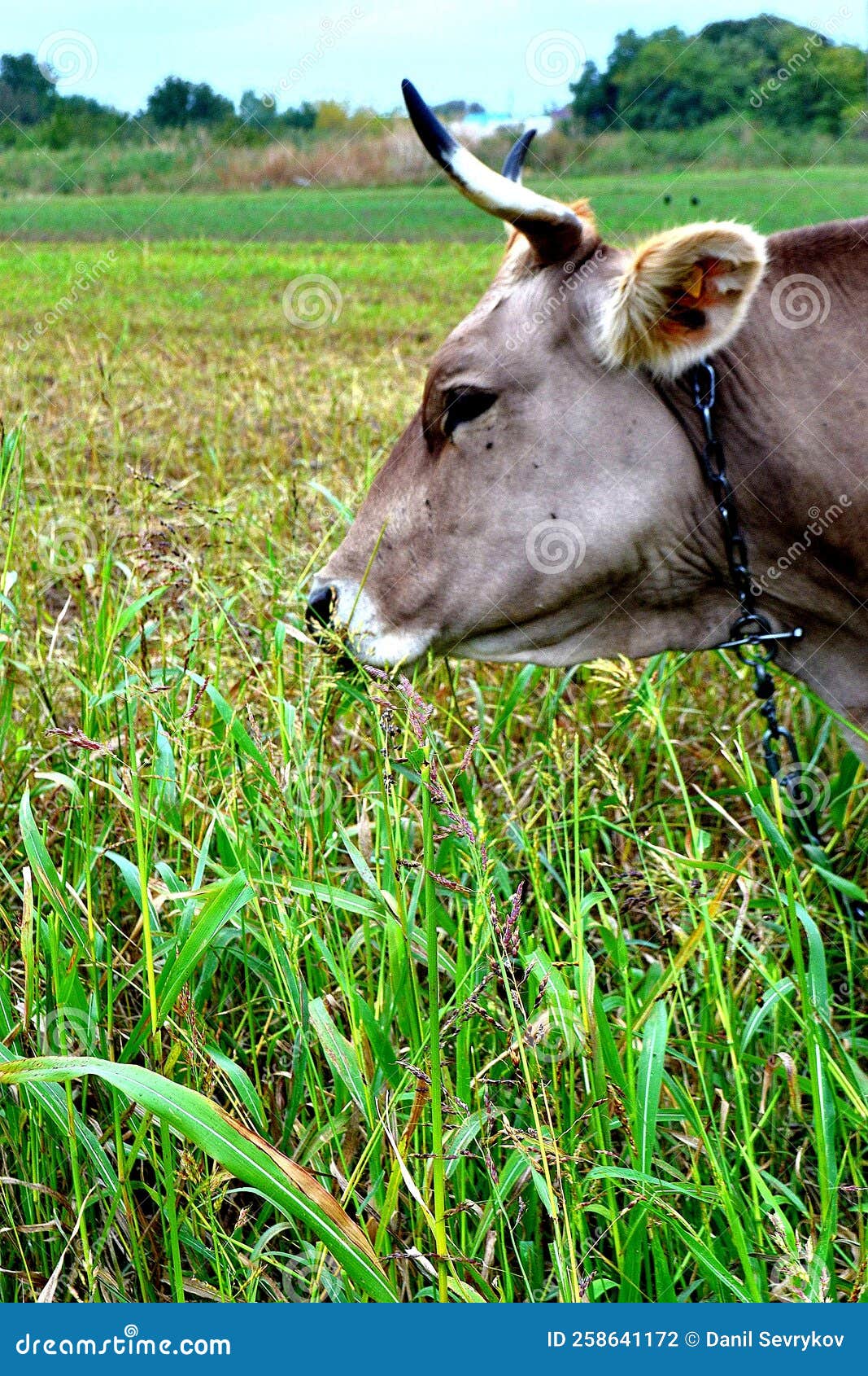 Pastoreo De Vacas En El Prado Foto de archivo - Imagen de granja ...