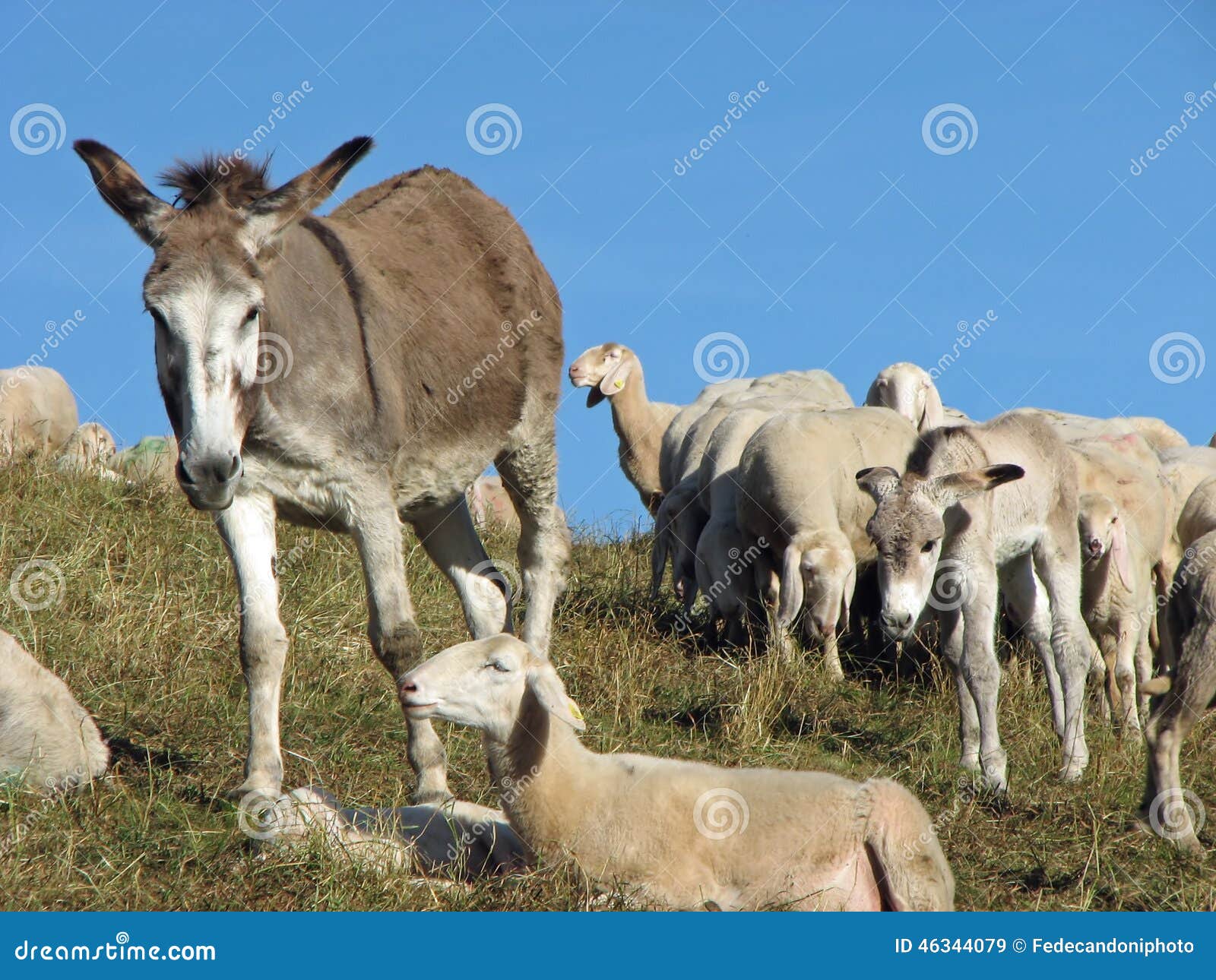 Pastors Donkey in Great Flock with Thousands of Sheep Stock Image ...