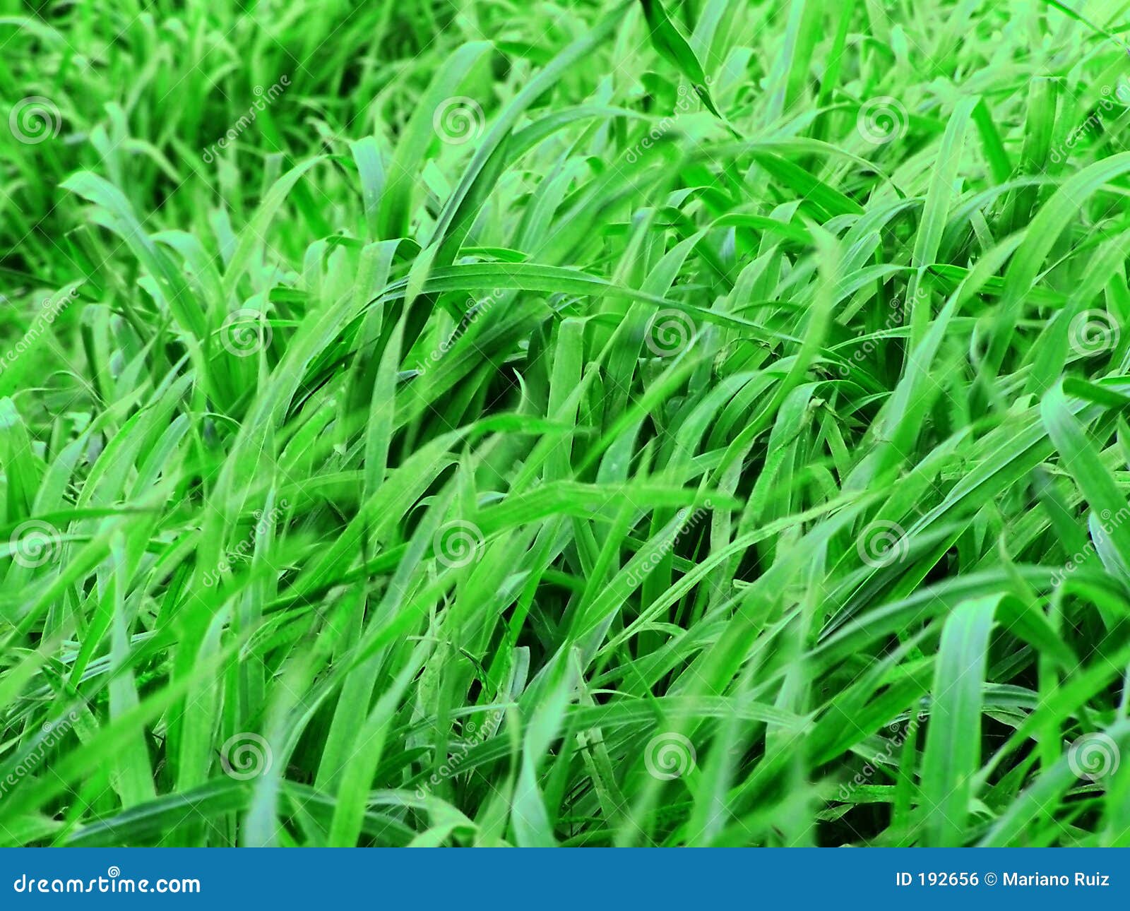 Pastos Verdes Imagem de Stock Royalty Free - Imagem: 192656