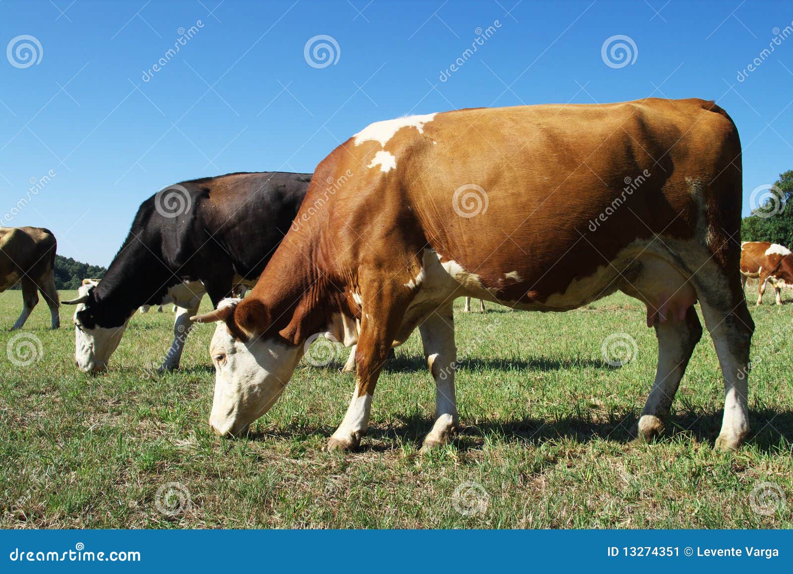 Pasturage cow. stock image. Image of milk, beef, nature - 13274351