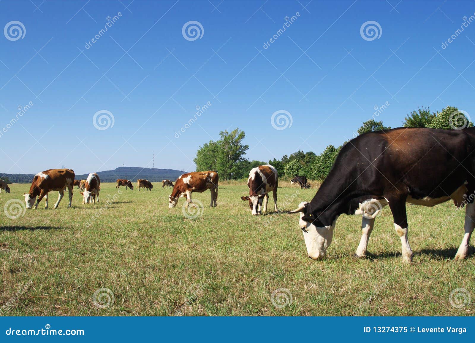 Pasturage cow. stock image. Image of animals, farmer - 13274375