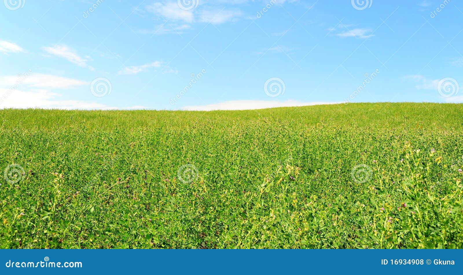 Pasture stock photo. Image of grain, cultivation, grow - 16934908