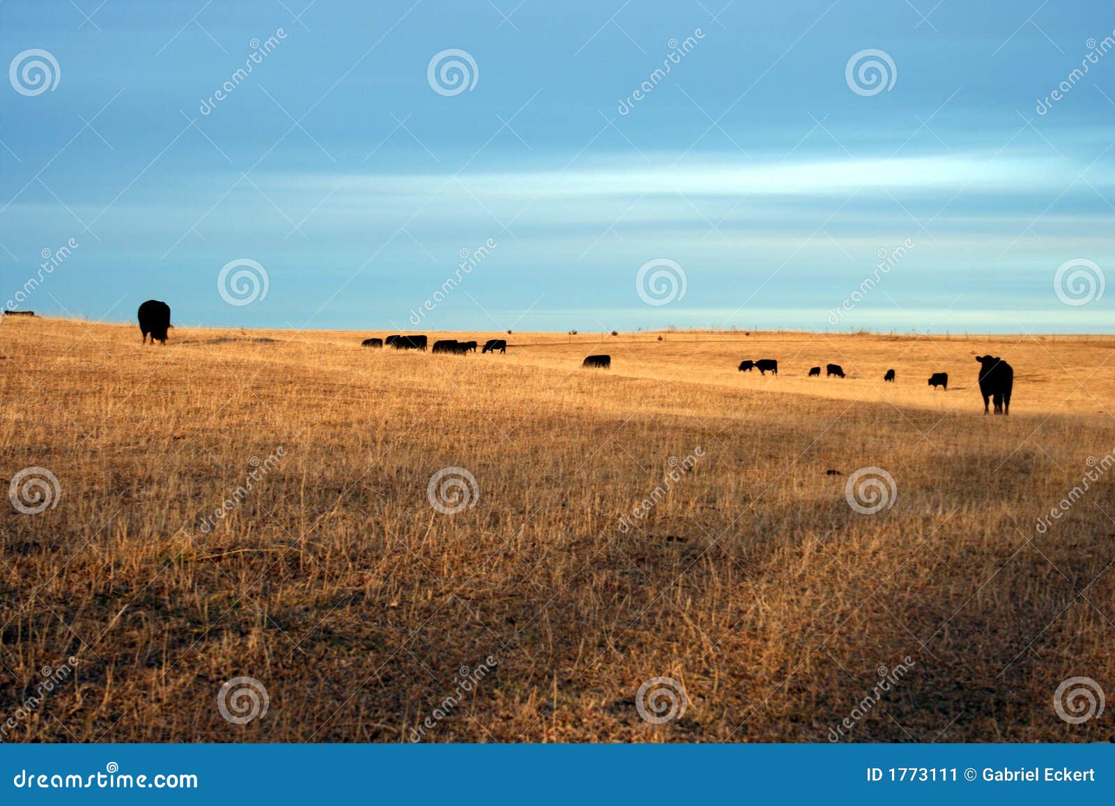 Pasture stock image. Image of angus, ranch, landscaped - 1773111