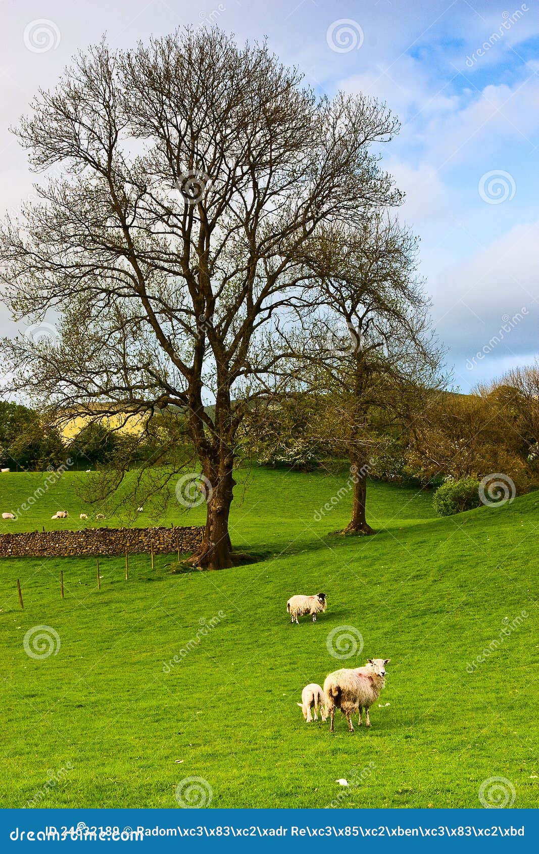 On the pasture stock image. Image of upland, tourism - 24632189