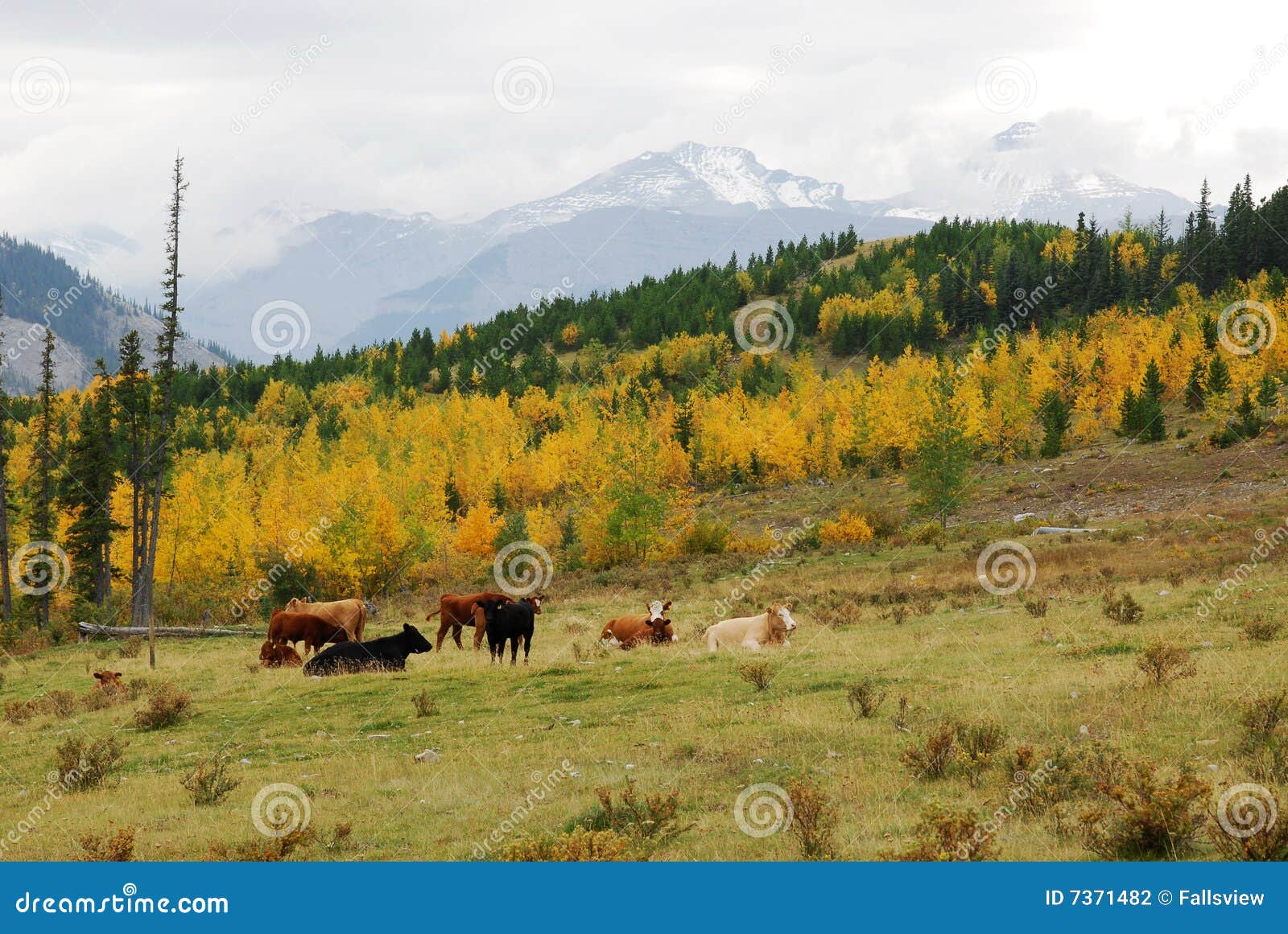 Pasture stock photo. Image of countryside, autumn, animal - 7371482