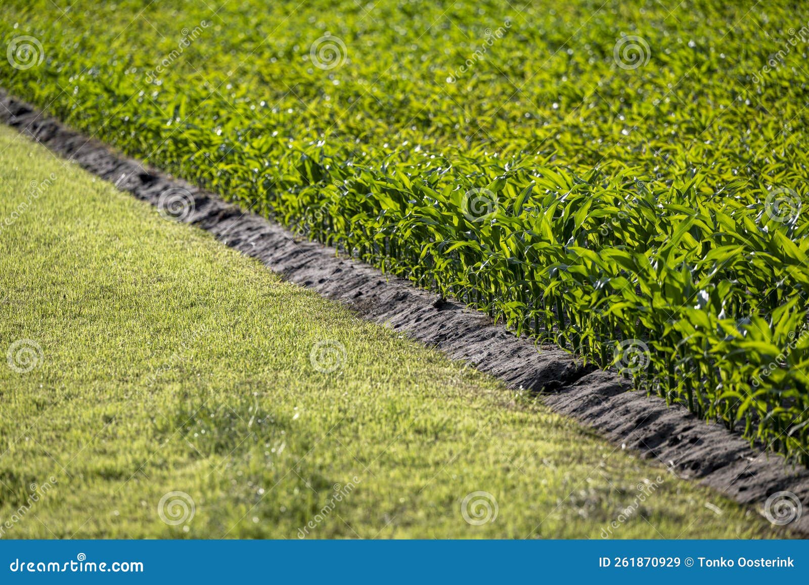 Pasture with an Adjacent Field of Young Maize Stock Image - Image of ...