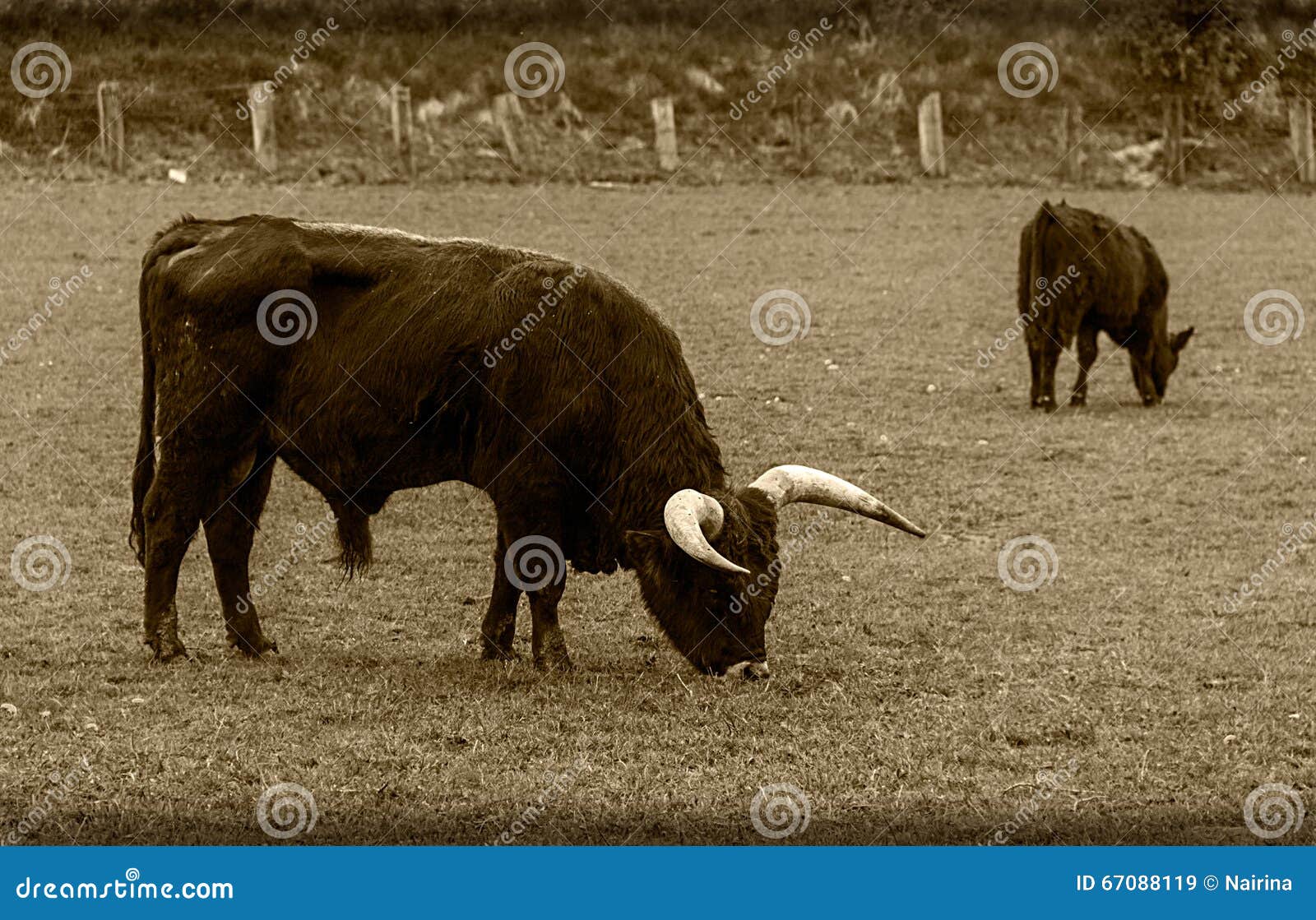 Pasture Bull, Ox Cattle on Grazing Stock Image - Image of meadow, oxen ...