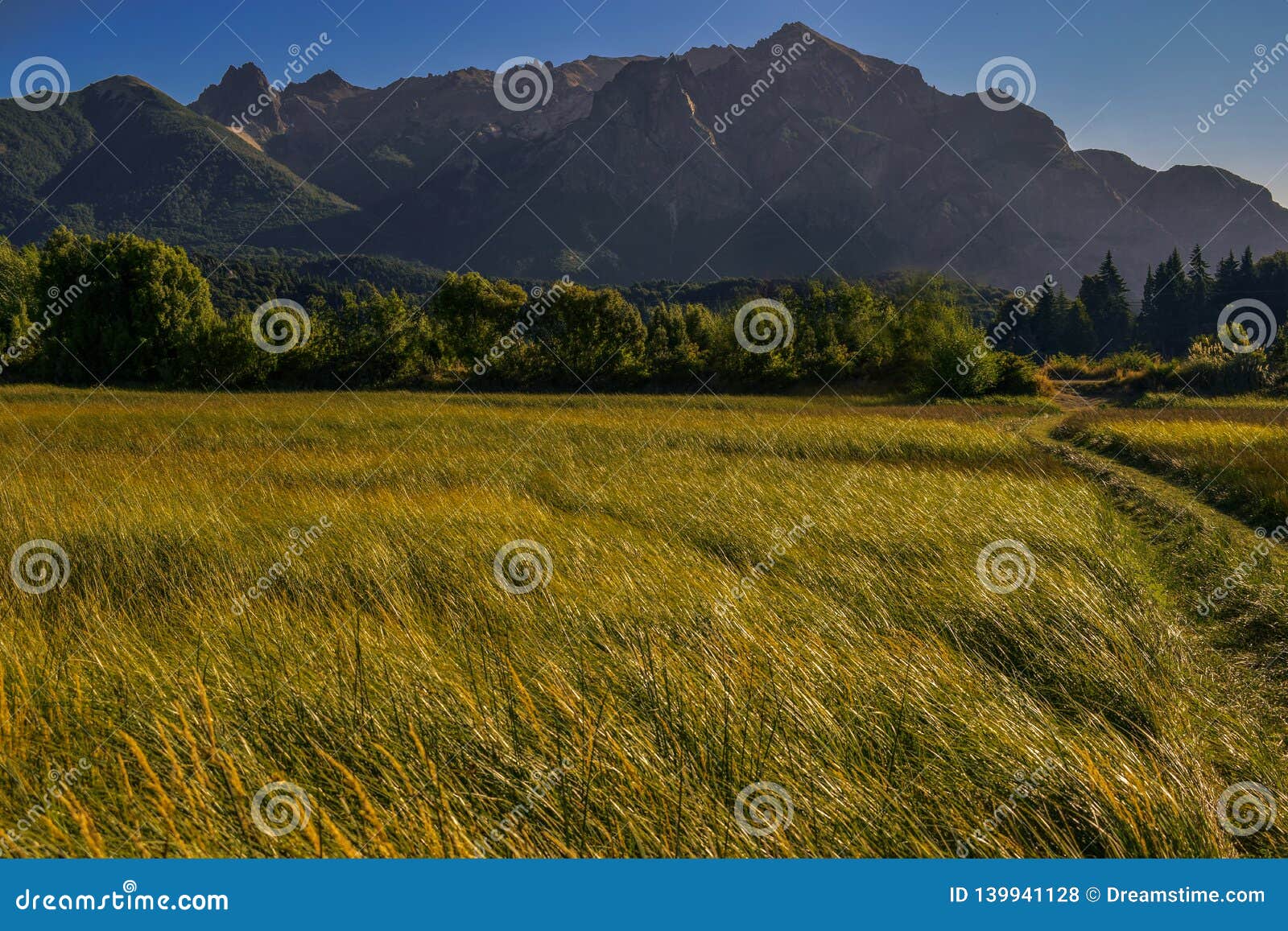Pasture on the Edge of a Forest Stock Photo - Image of mountainsn ...