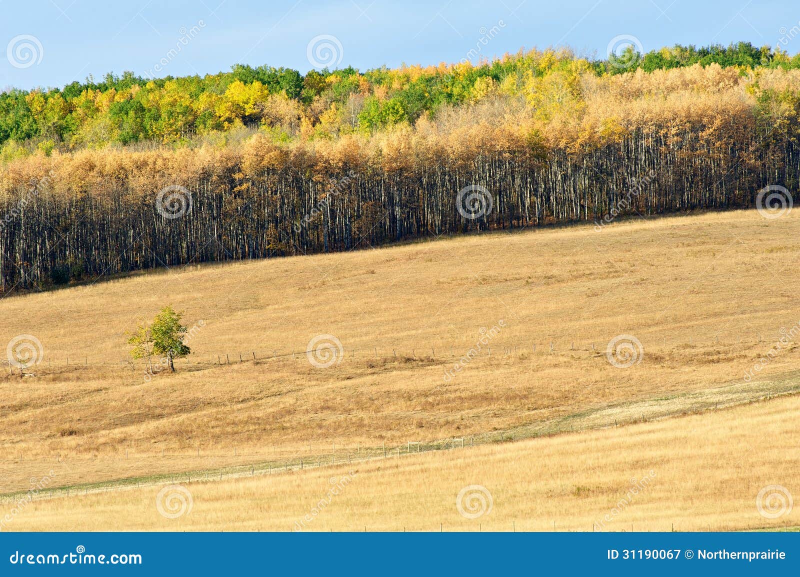 Pasture in fall stock image. Image of canada, aspen, ranch - 31190067