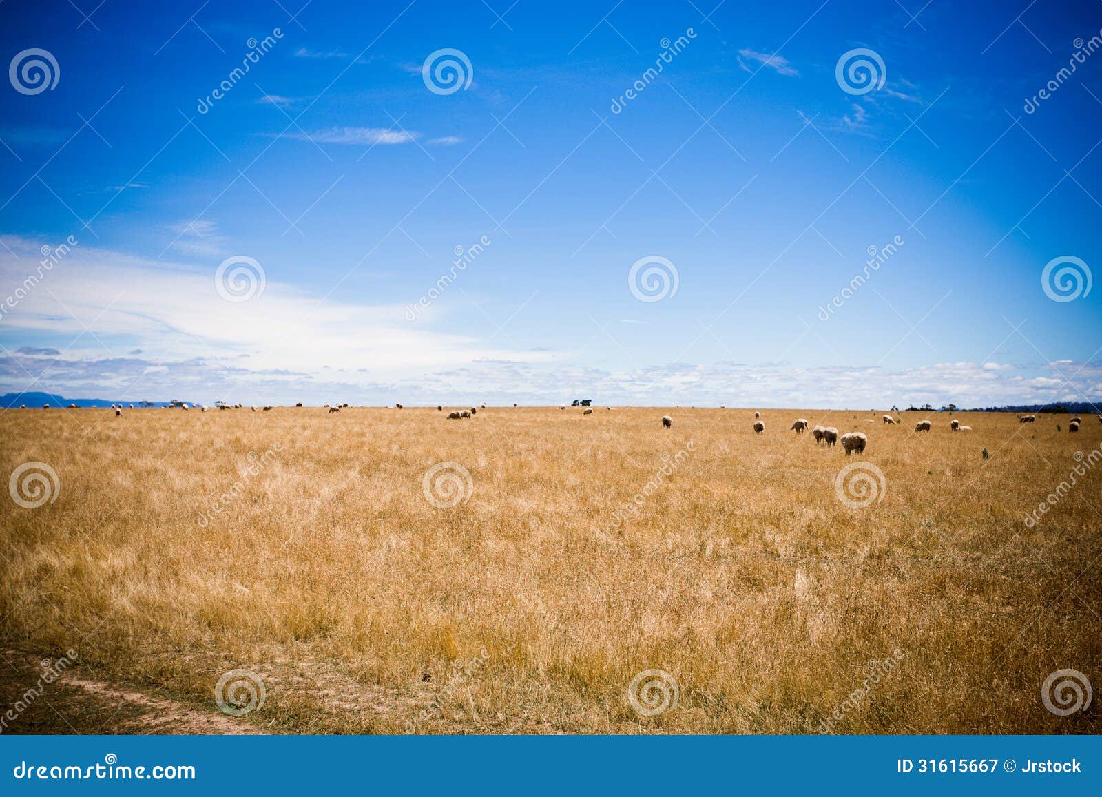 Pasture field stock image. Image of wide, bales, golden - 31615667