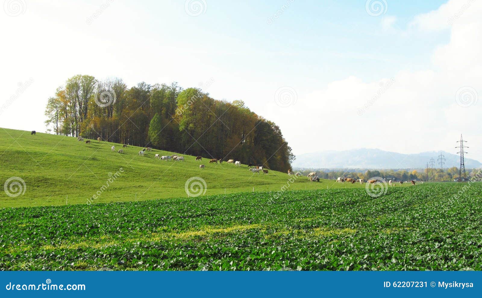 Pasture and field stock image. Image of field, country - 62207231