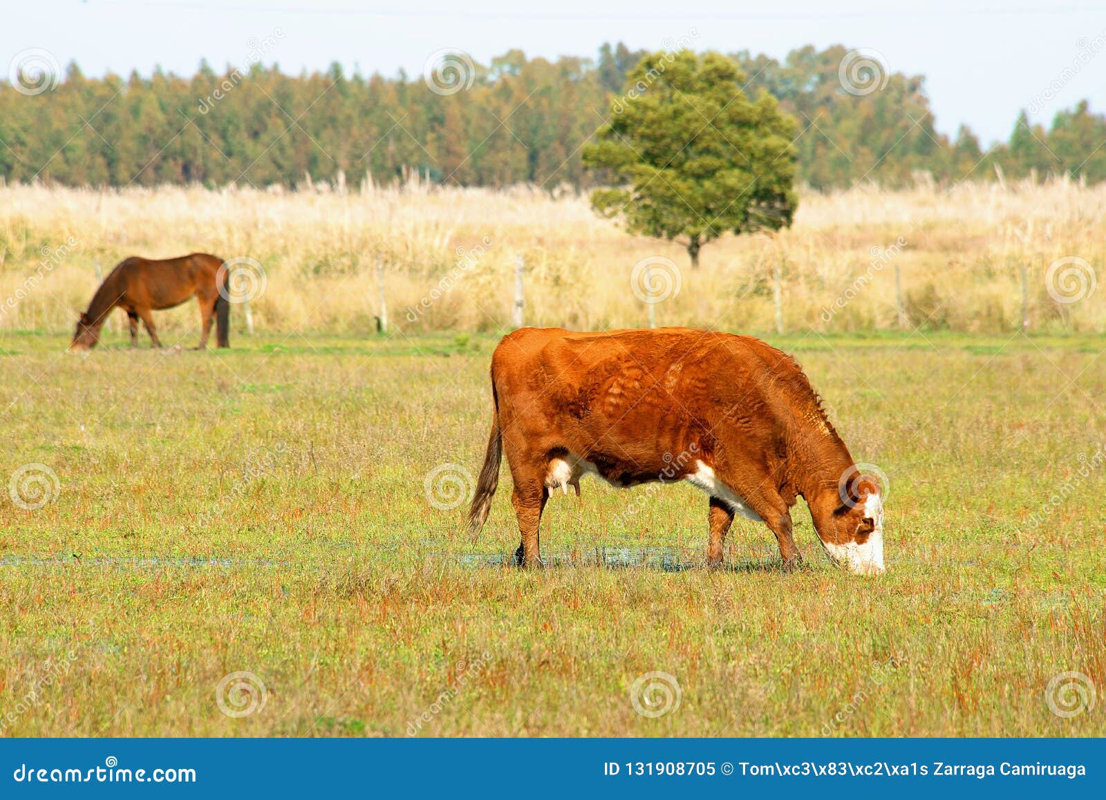 Pasture Fields in Argentina Cows Grazing Stock Image - Image of trees ...