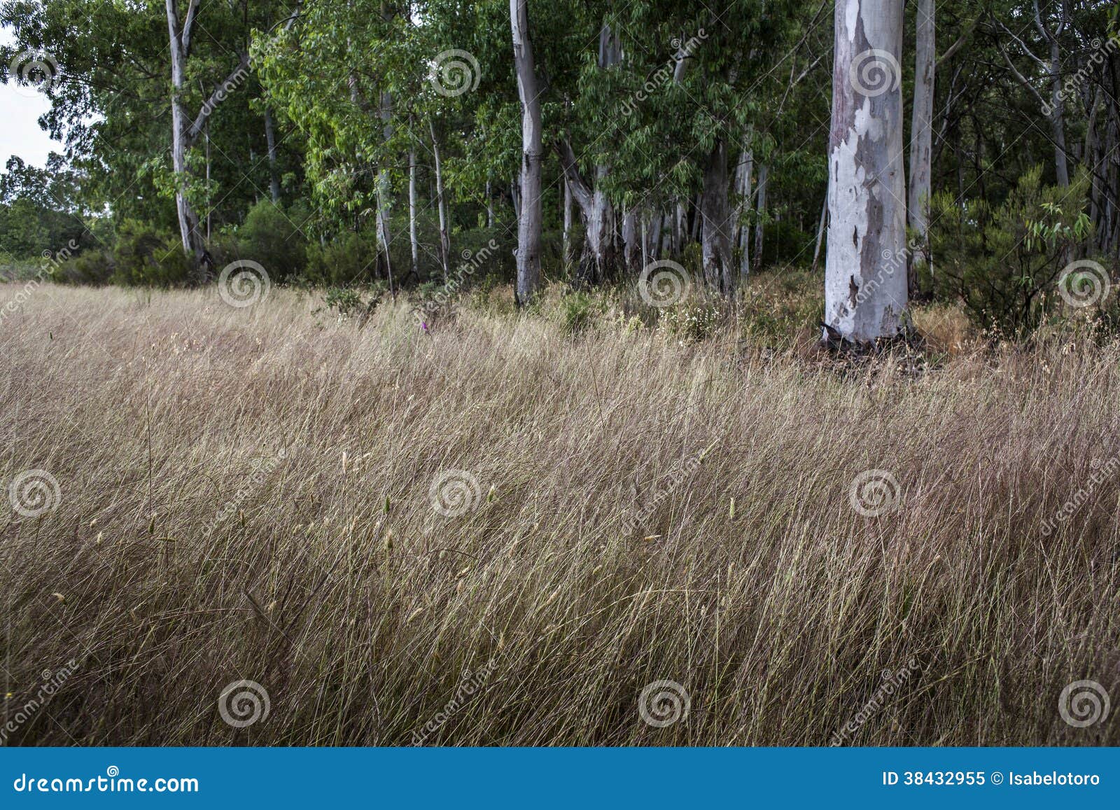 Pasture in the forest stock image. Image of forest, countryside - 38432955