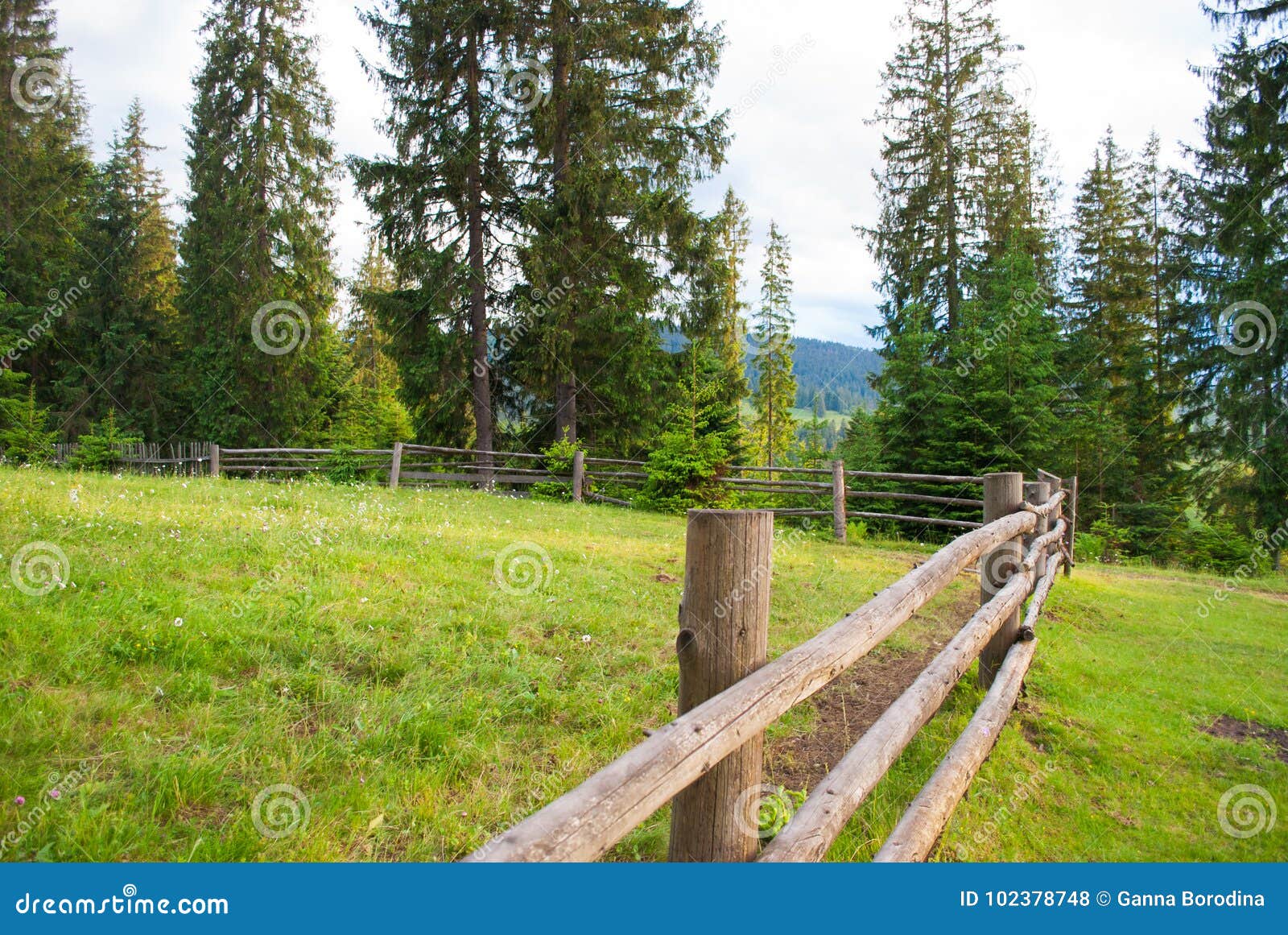 A pasture in the forest stock photo. Image of hiking - 102378748