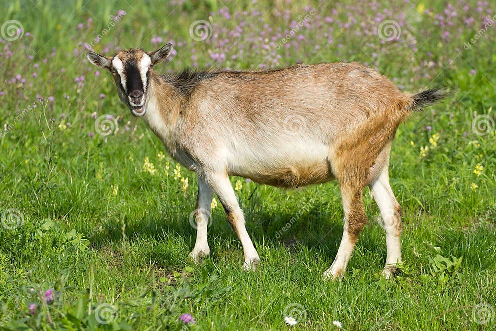 Pasture goat stock image. Image of outdoors, countryside - 38051193