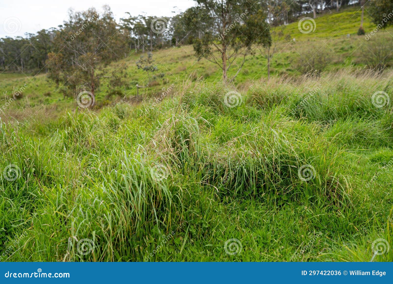 Pasture and Grass in a Paddock on a Regenerative Organic Flowers in a ...