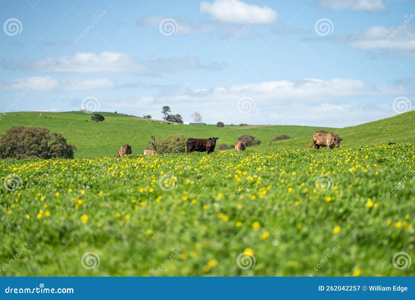 Pasture and Grass in a Paddock on a Regenerative Organic Flowers in a ...